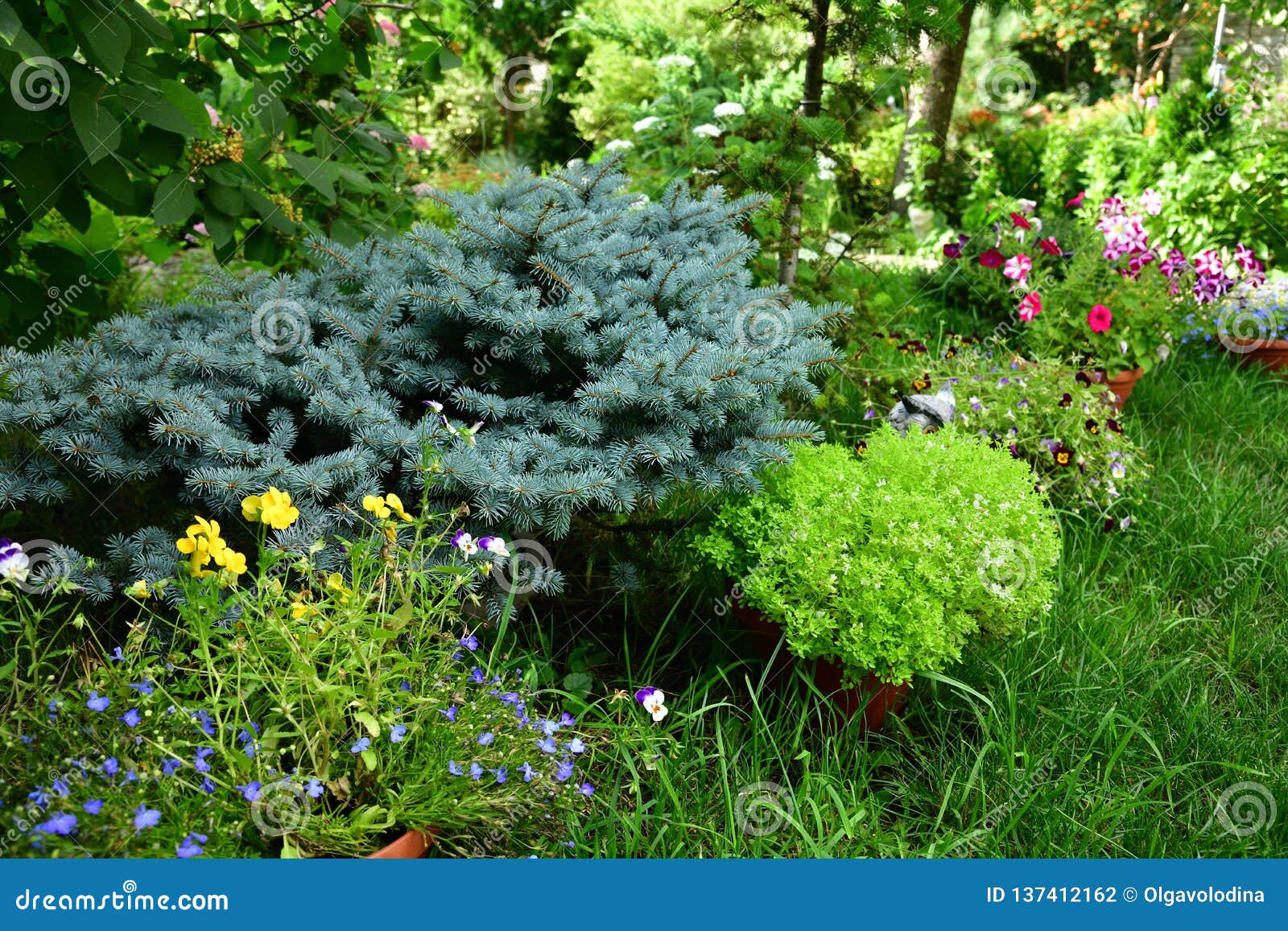 Dwarf Spruce in Landscape Design in the Garden Stock Photo - Image of ...