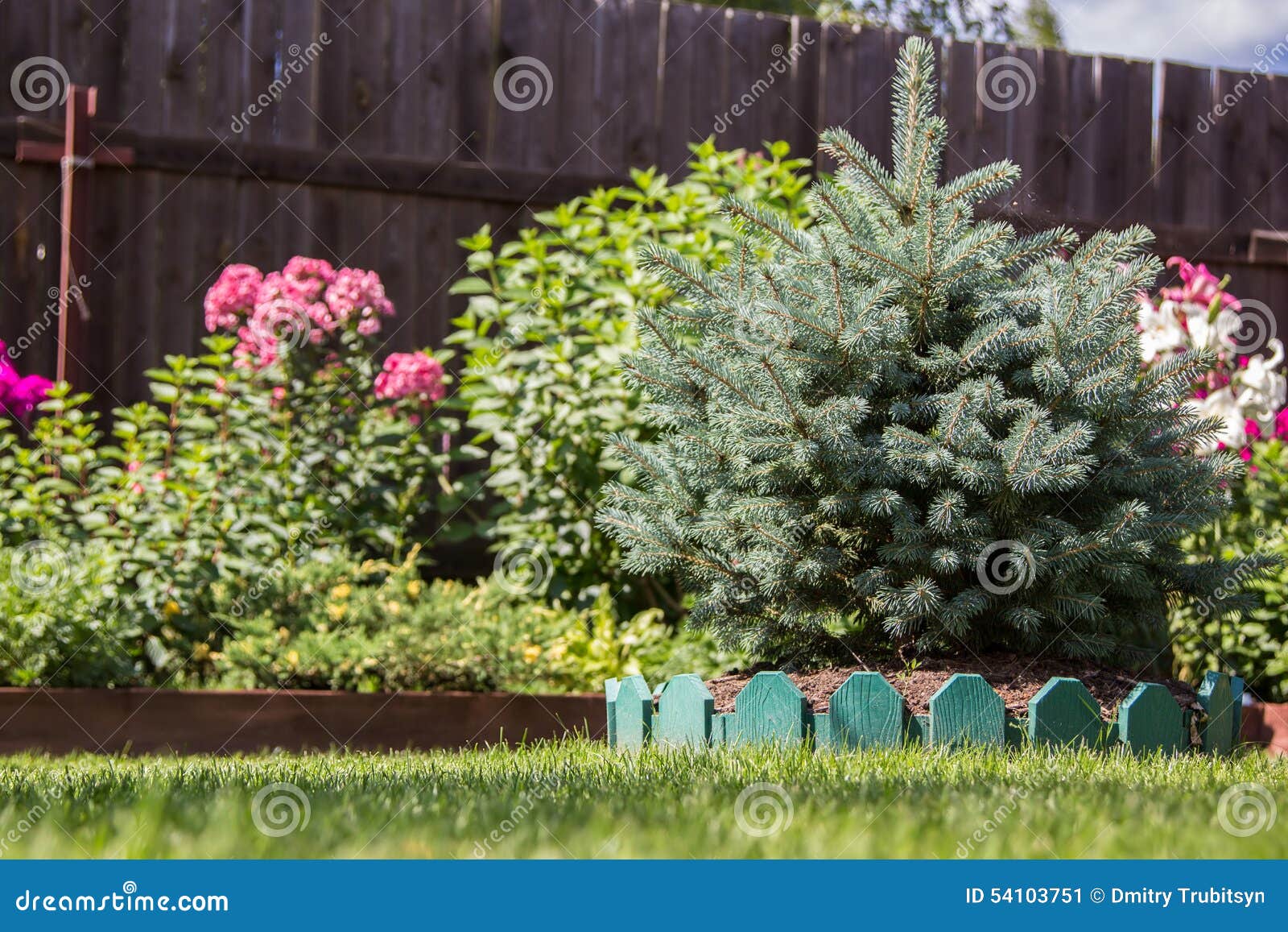 Dwarf spruce on a lawn stock image. Image of grounds - 54103751