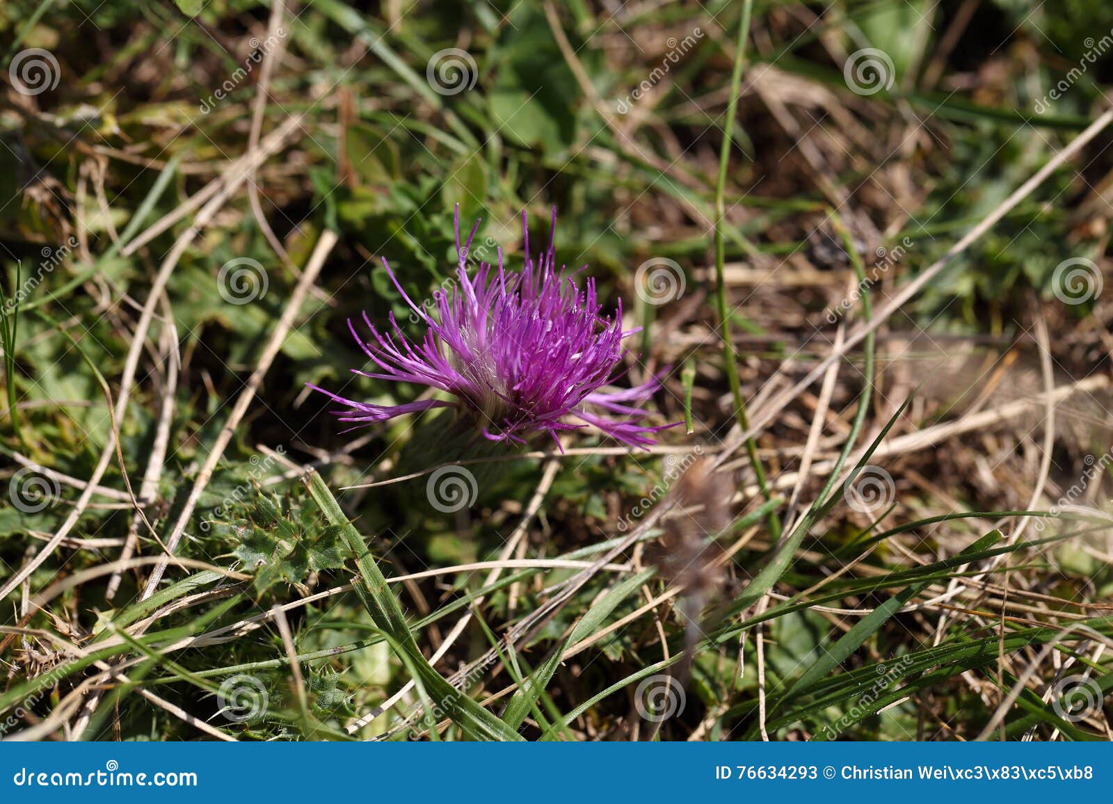 Dwarf Thistle (Cirsium Acaule) Stock Image - Image of ecosystem, field ...