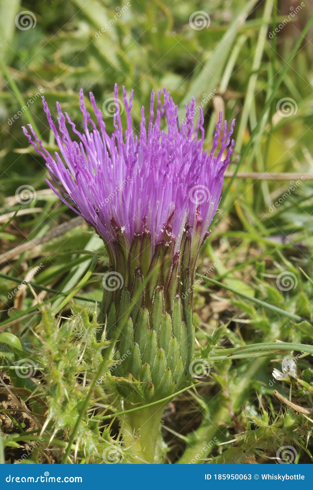 Dwarf Thistle stock image. Image of cirsium, spines - 185950063