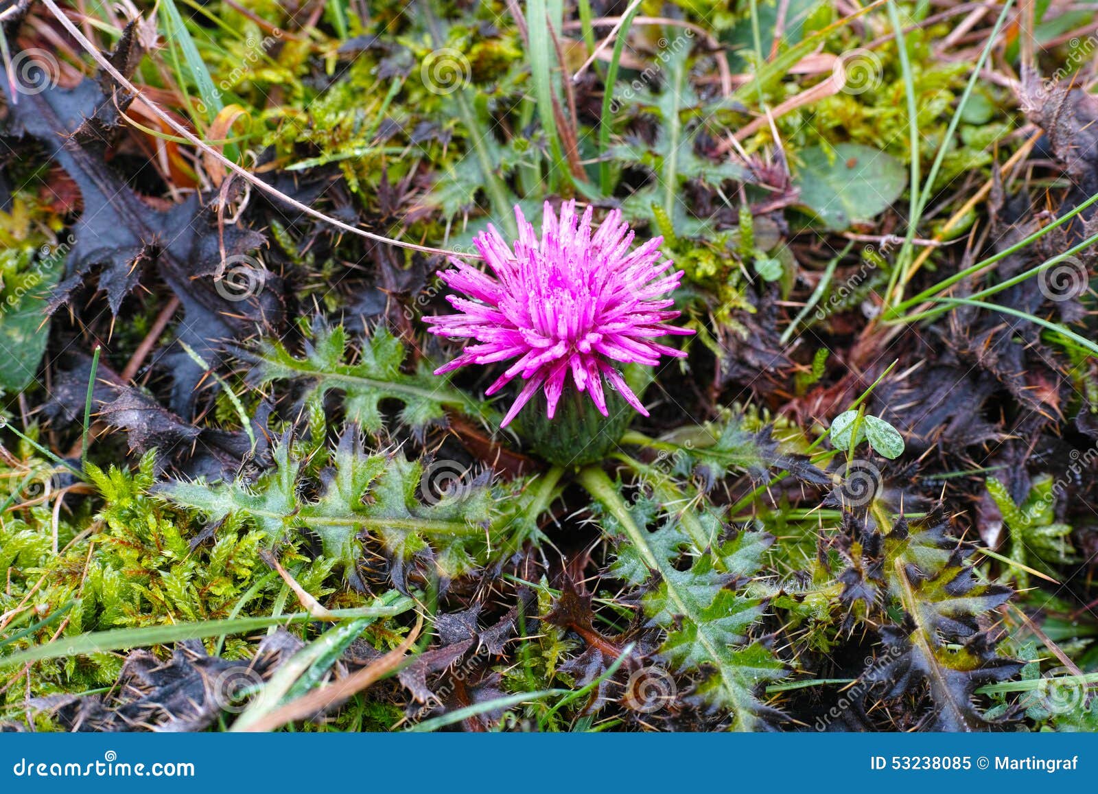 Dwarf Thistle Purple Bloom, Fall Season Nature in Detail Stock Image ...
