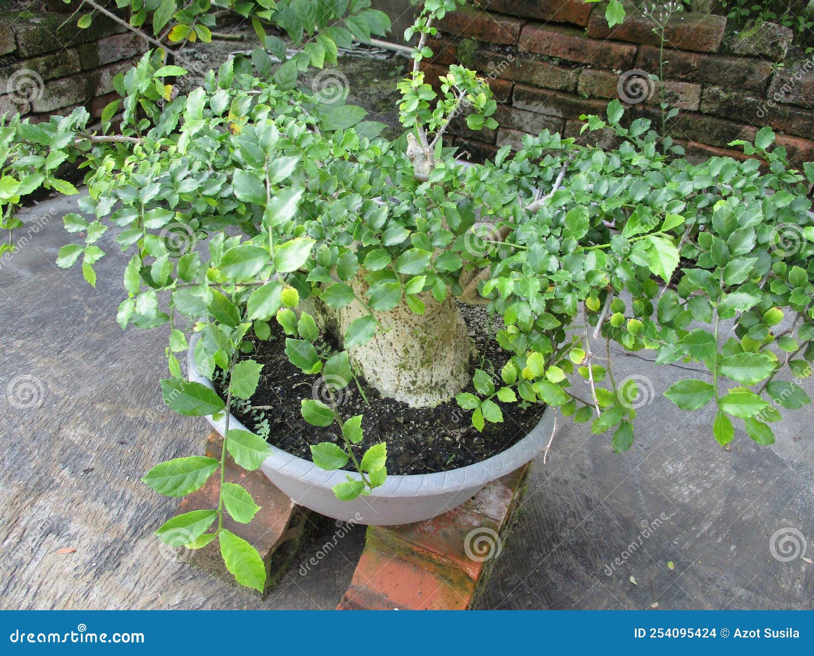 Dwarf Tree for Decoration in Front of the House or Behind the House ...