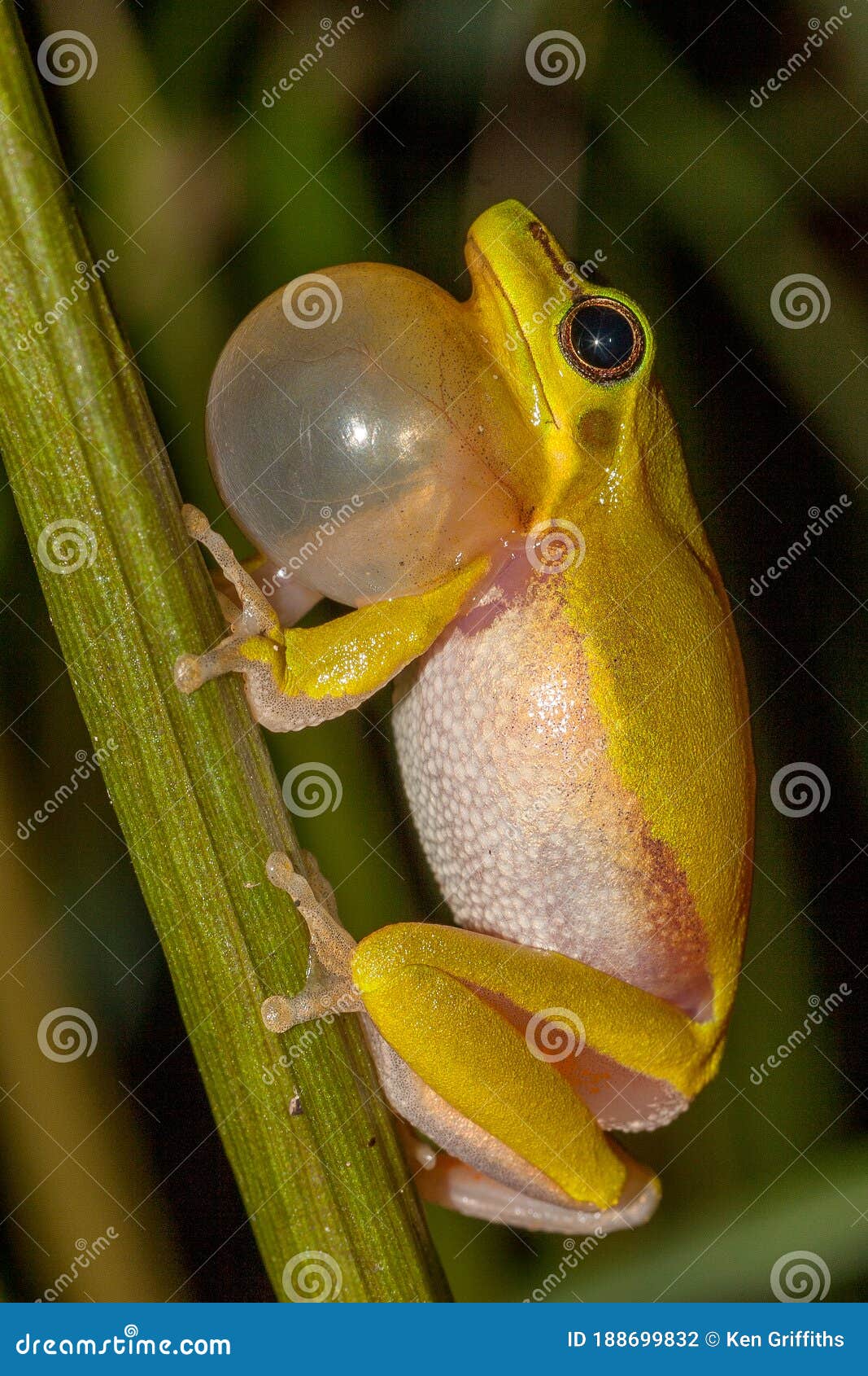 Dwarf Tree Frog Calling stock photo. Image of calling - 188699832