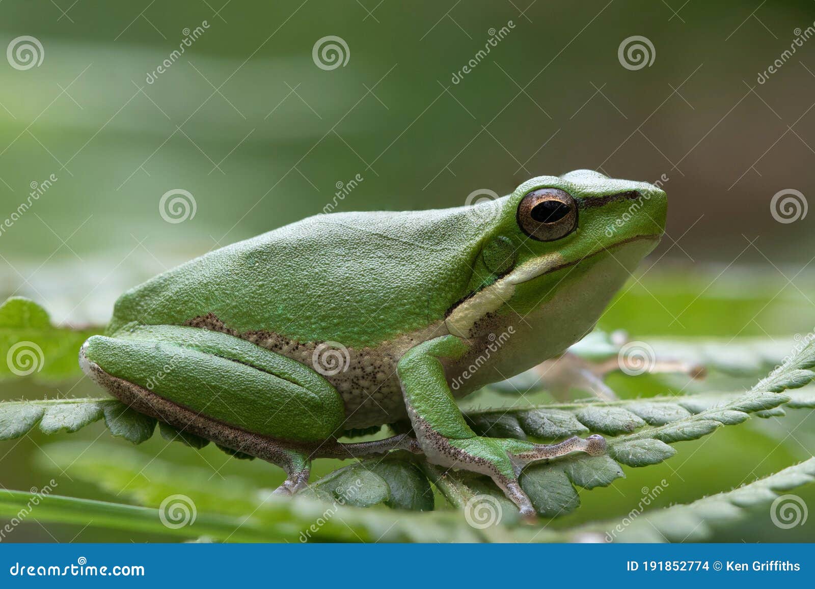 Dwarf Tree Frog stock photo. Image of fern, green, dwarf - 191852774