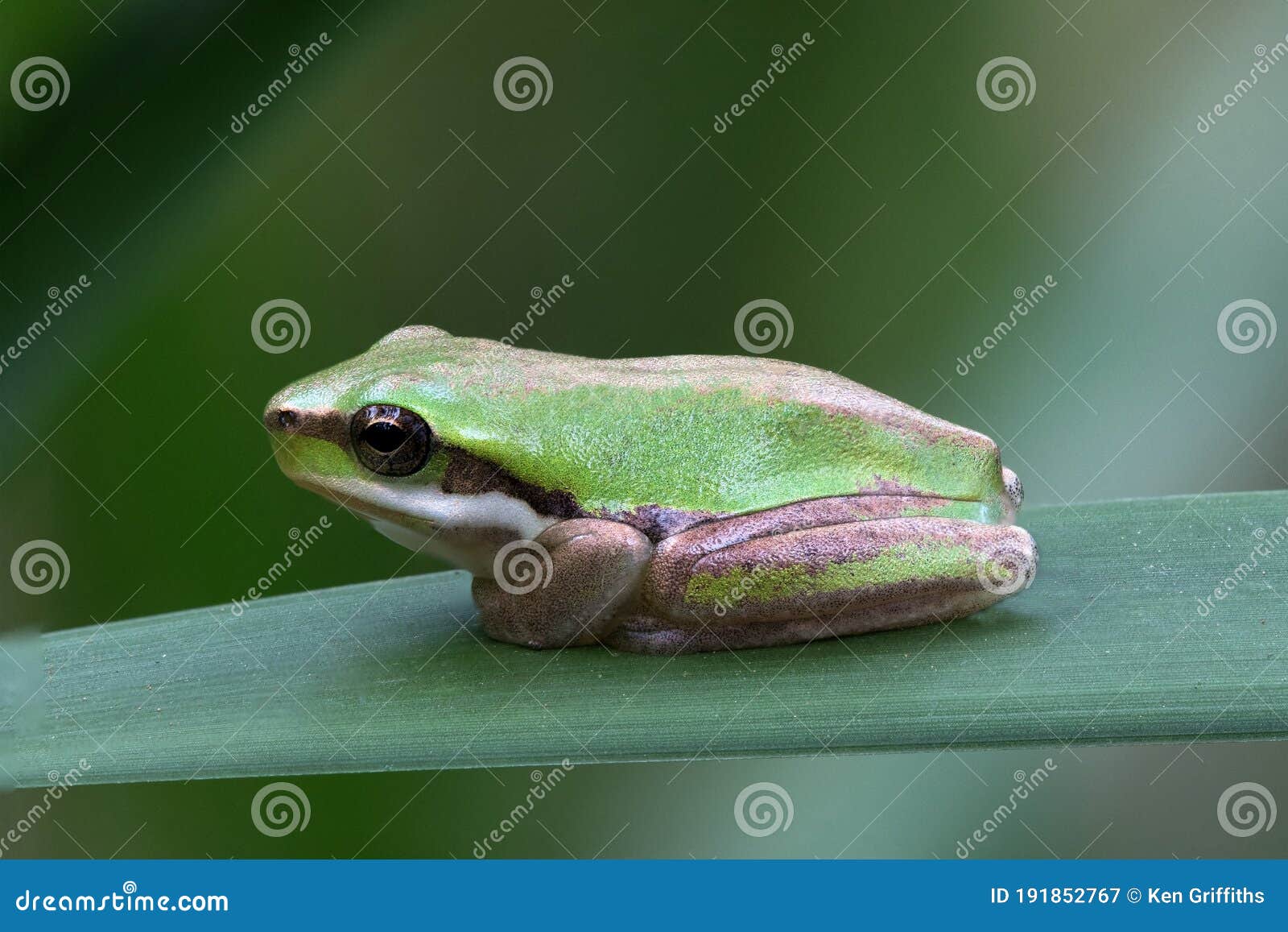 Dwarf Tree Frog stock image. Image of wildlife, fallax - 191852767