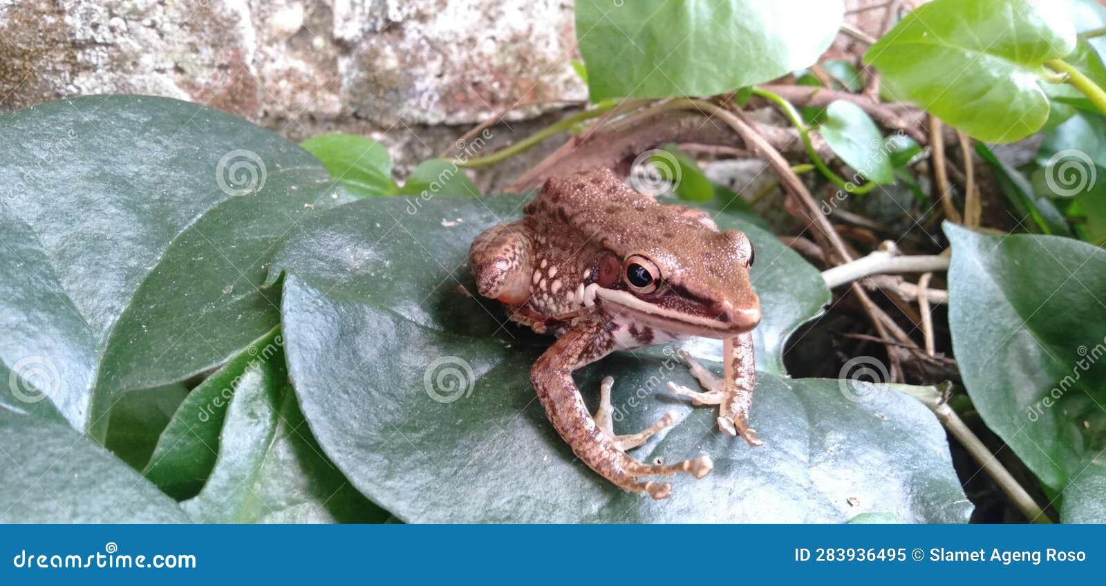 Dwarf Tree Frog Resting on Fern Frond Stock Image - Image of closeup ...