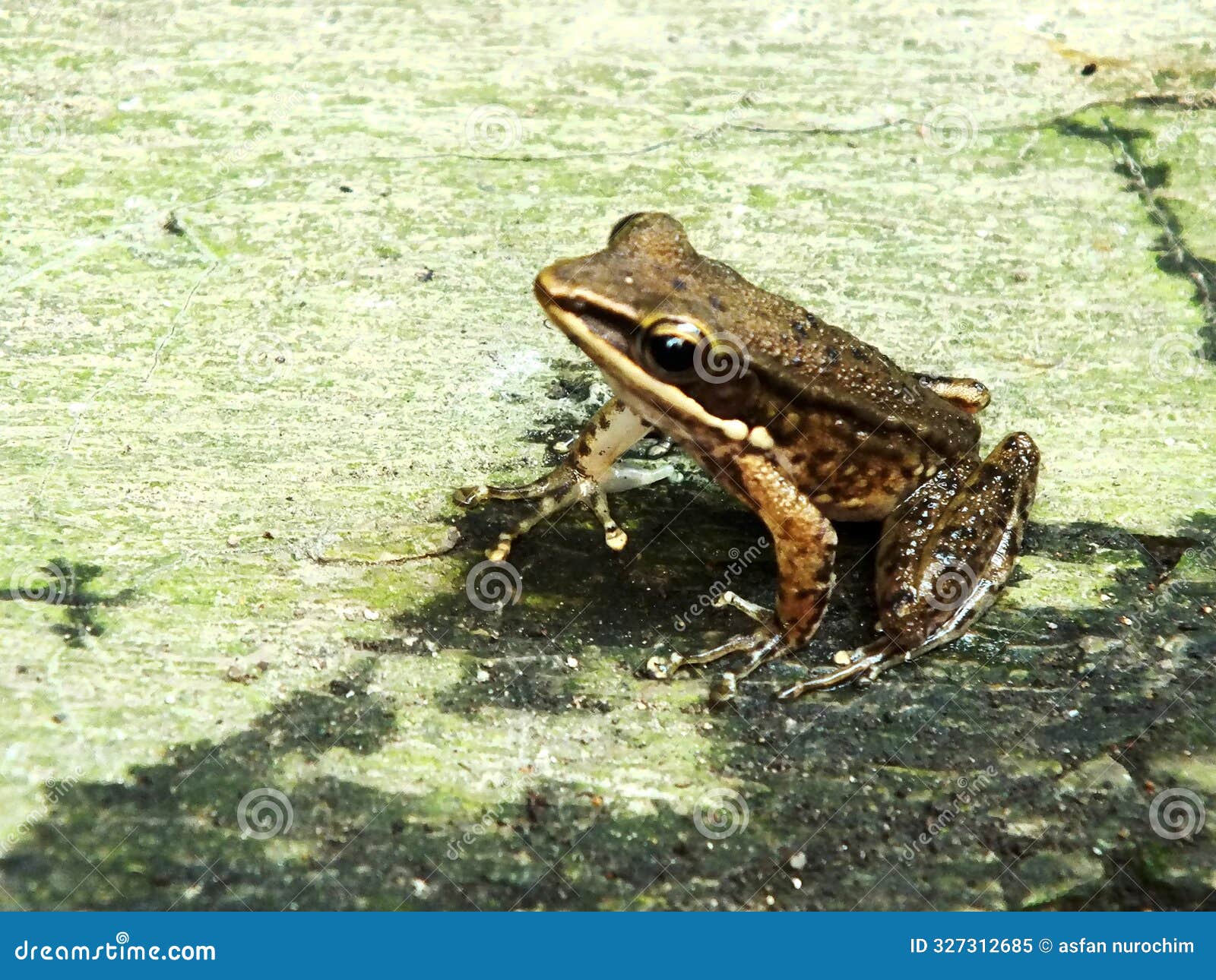 Dwarf Tree Frog Resting on the Ground at the Backyard. Stock Image ...