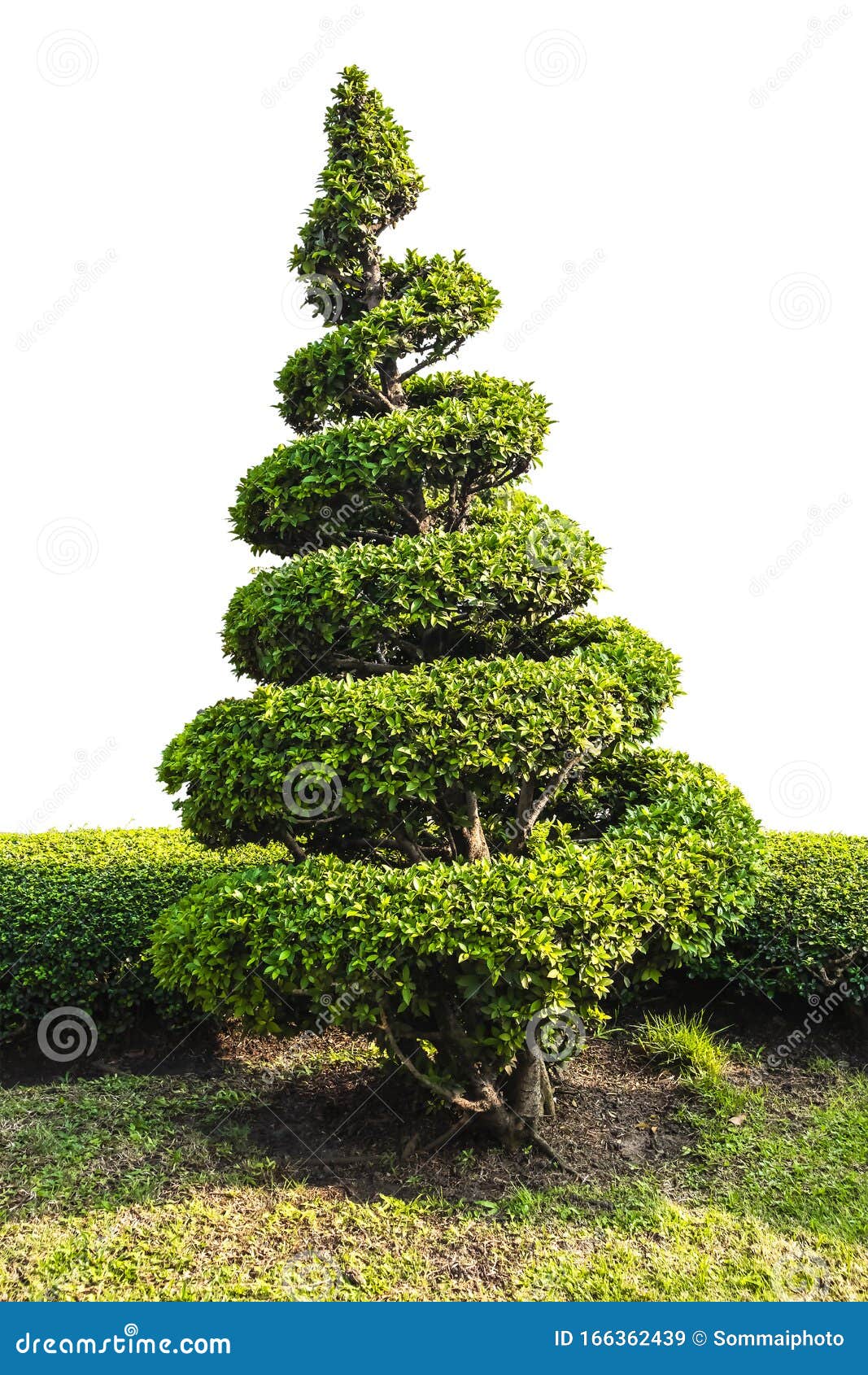 Dwarf Tree Isolated on White Stock Image - Image of white, beauty ...