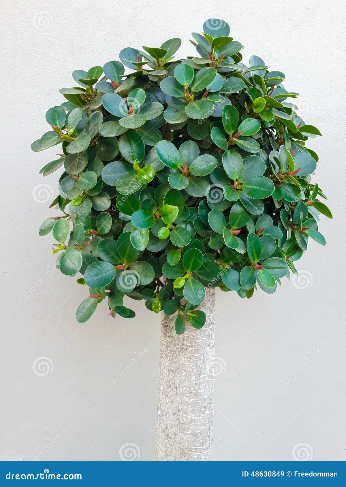 Dwarf Tree Isolated On White Background. Ebony Popular As A Ornamental ...