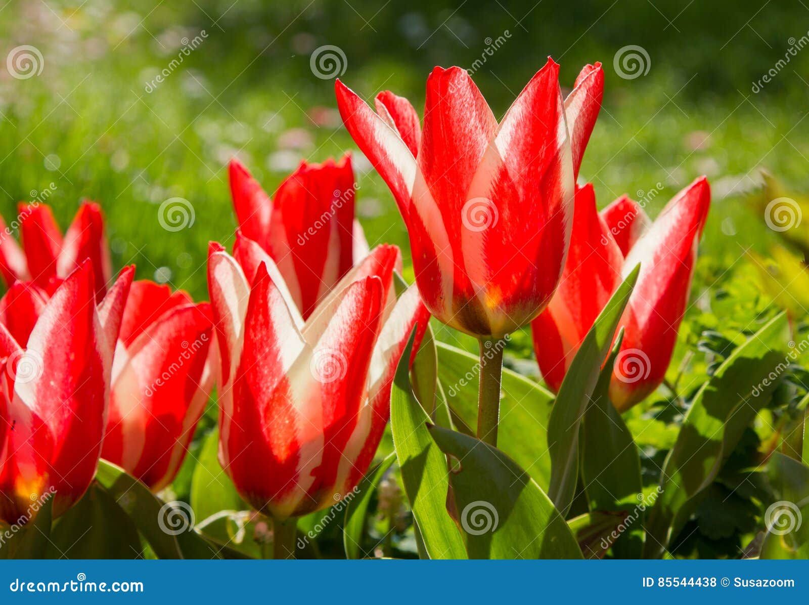Dwarf tulips in the garden stock photo. Image of vivid - 85544438