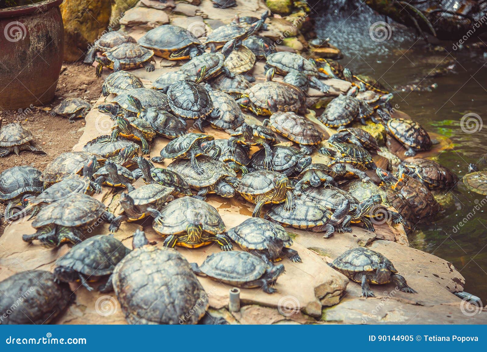 Dwarf Turtles Sit On Stones In The Temple. Stock Photography ...