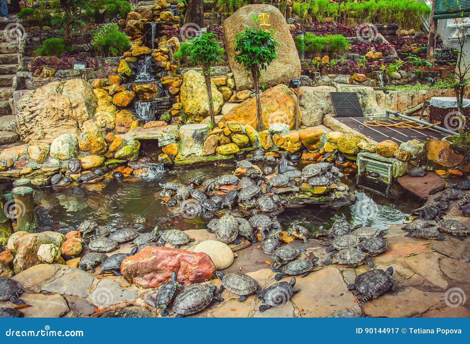 Dwarf Turtles Sit On Stones In The Temple. Royalty-Free Stock ...