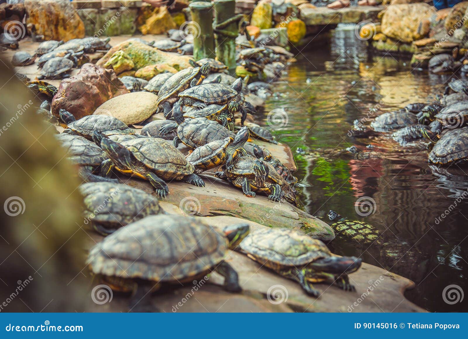 Dwarf Turtles Sit On Stones In The Temple. Stock Photography ...