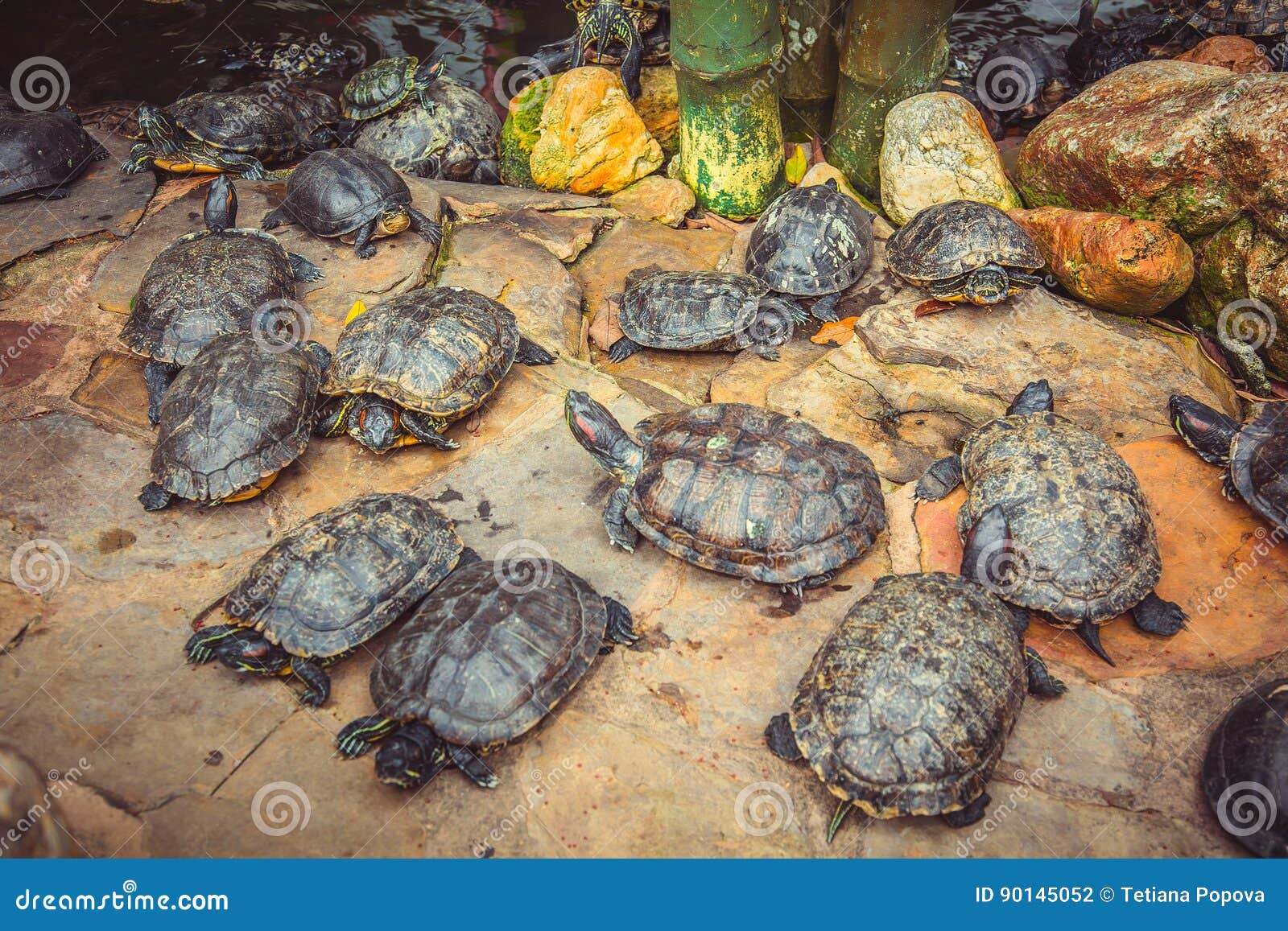 Dwarf Turtles Sit On Stones In The Temple. Stock Photography ...