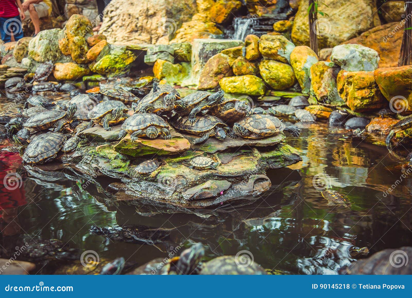 Dwarf Turtles Sit On Stones In The Temple. Stock Photography ...