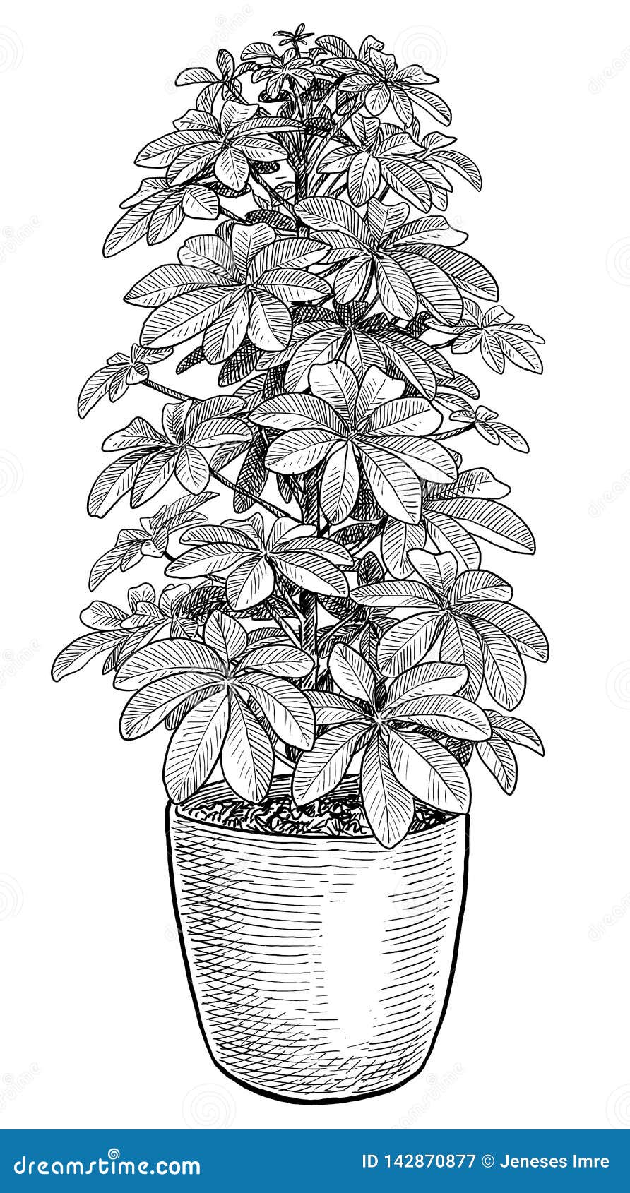 Dwarf Umbrella Tree Illustration Drawing Engraving Ink Line Art