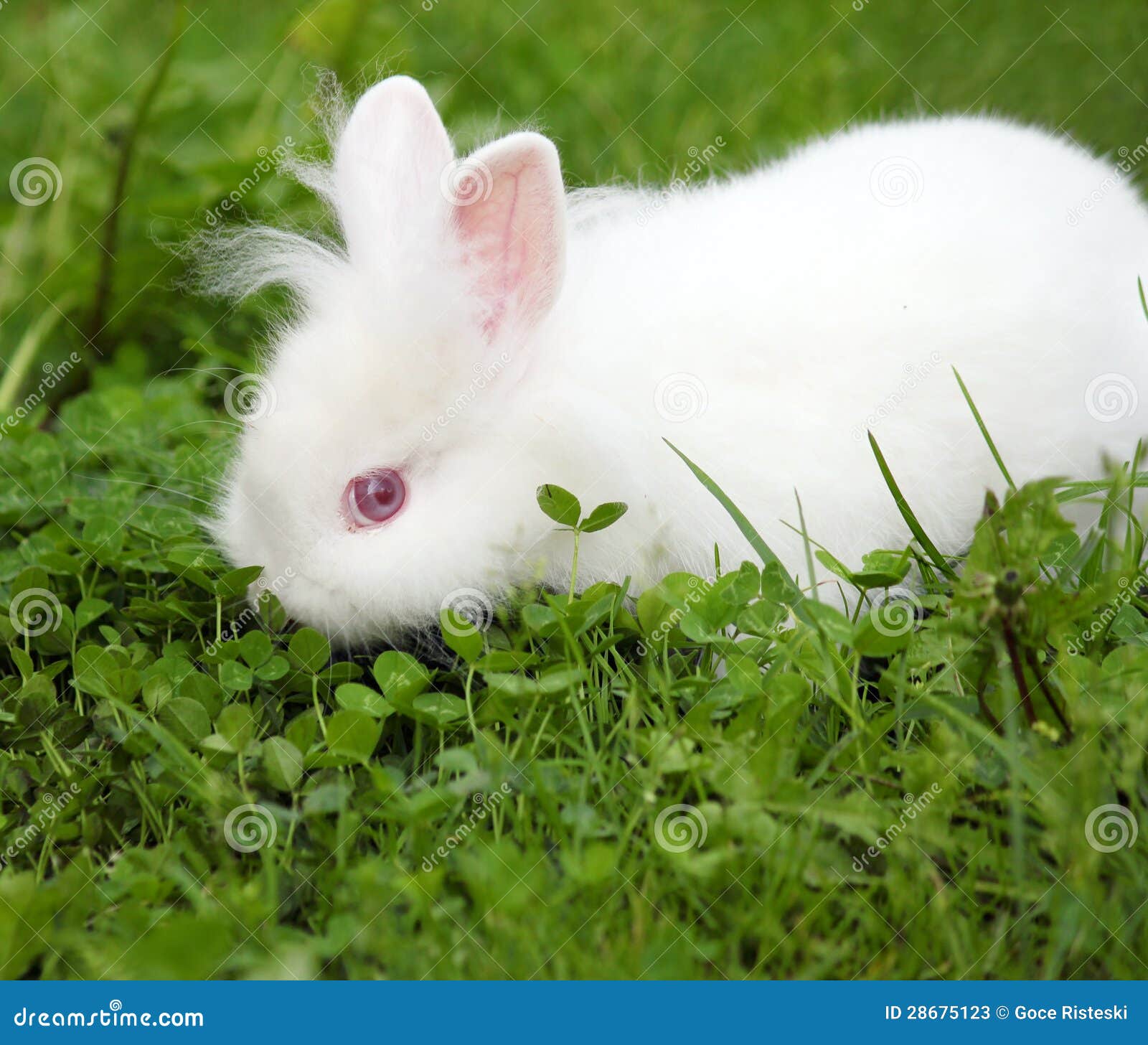 Dwarf white bunny stock image. Image of spring, furry - 28675123