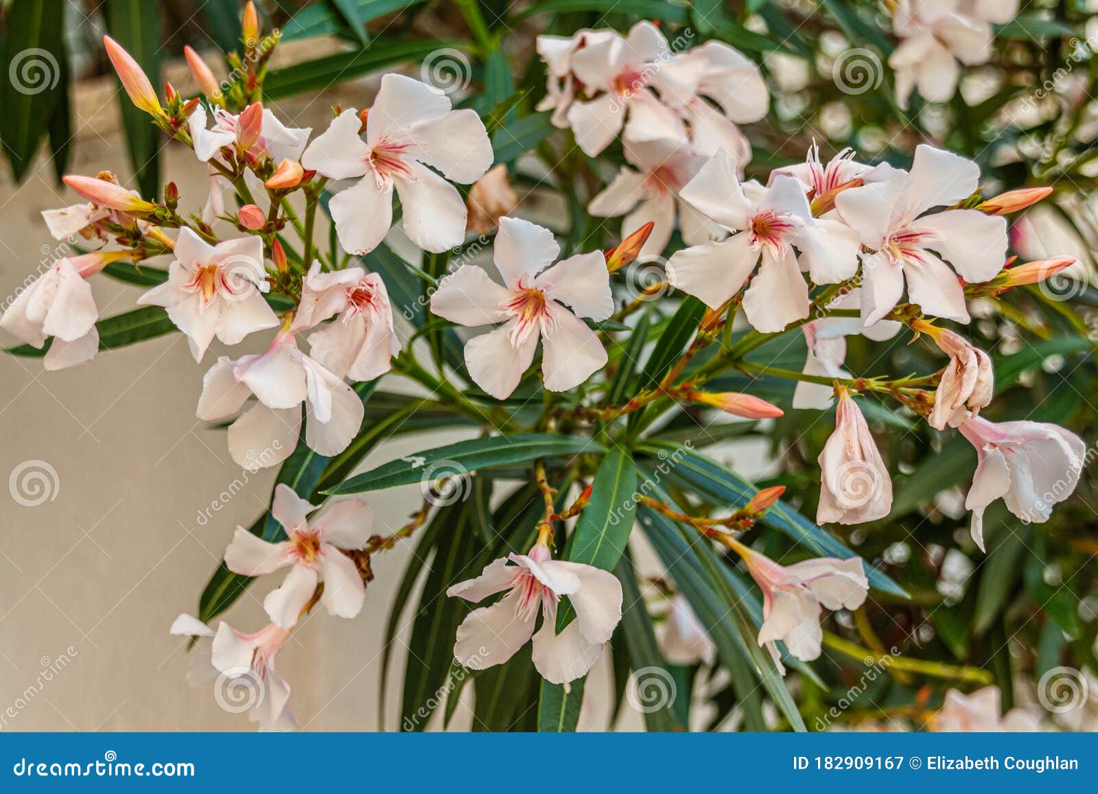 Close Up of Dwarf White Oleander Flowers. Stock Image - Image of ...