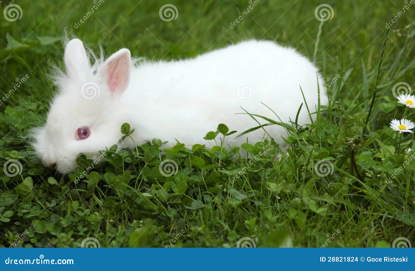 Dwarf white rabbit stock photo. Image of cute, young - 28821824