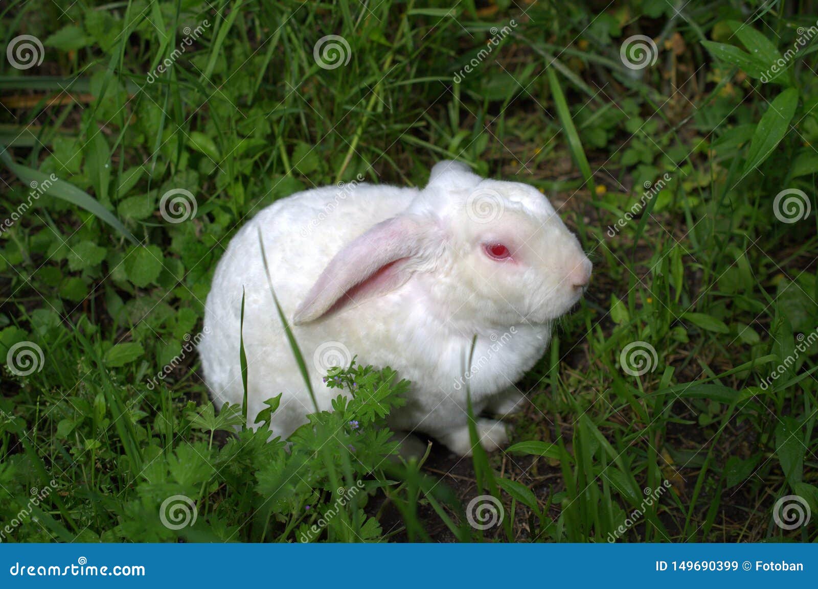 Dwarf White Rabbit - lamb stock image. Image of snow - 149690399