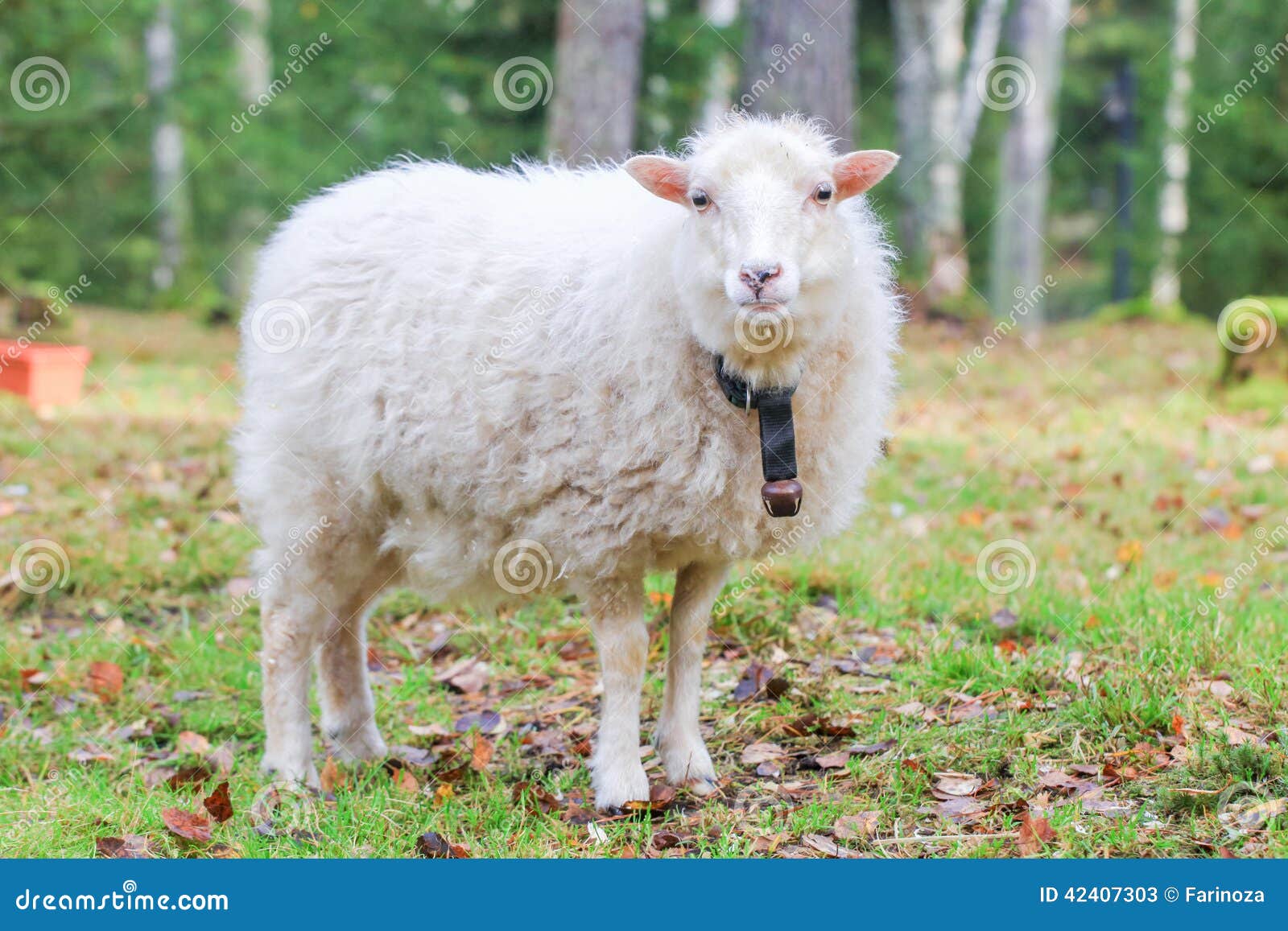 Dwarf White Sheep in Forest Stock Image - Image of animal, nature: 42407303