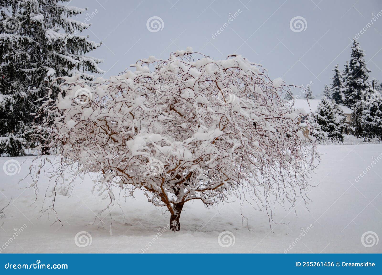 Dwarf Willow Covered with Snow. Wintering of Decorative Trees Stock ...