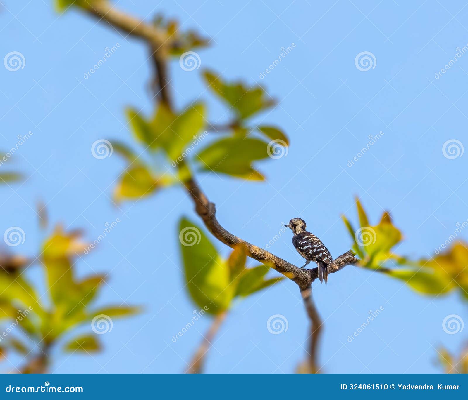 A dwarf woodpecker resting stock photo. Image of wildlife - 324061510