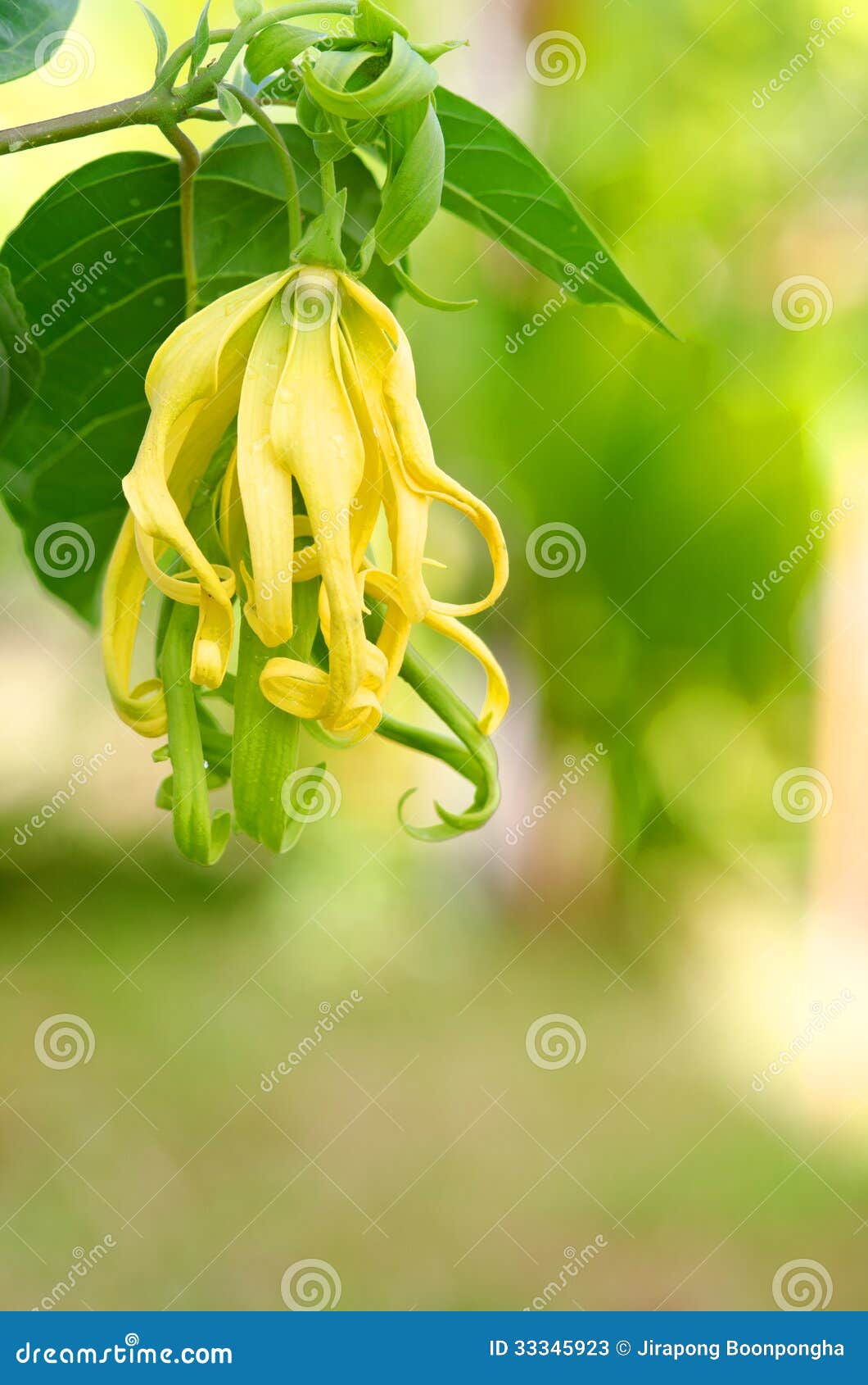 Dwarf Ylang-Ylang, Ilang.-Ilang, Cananga Fruticosa Stock Photo ...