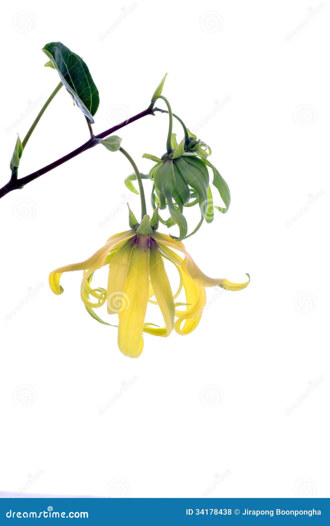 Dwarf Ylang-Ylang flower stock photo. Image of perfumery - 34178438