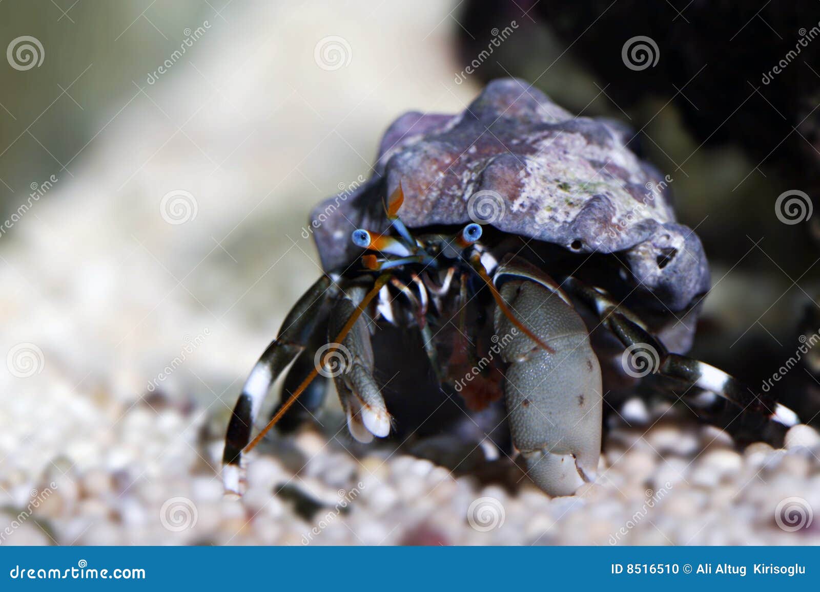 Dwarf Zebra Hermit Crab - Calcinus Laevimanus Stock Photo - Image of ...