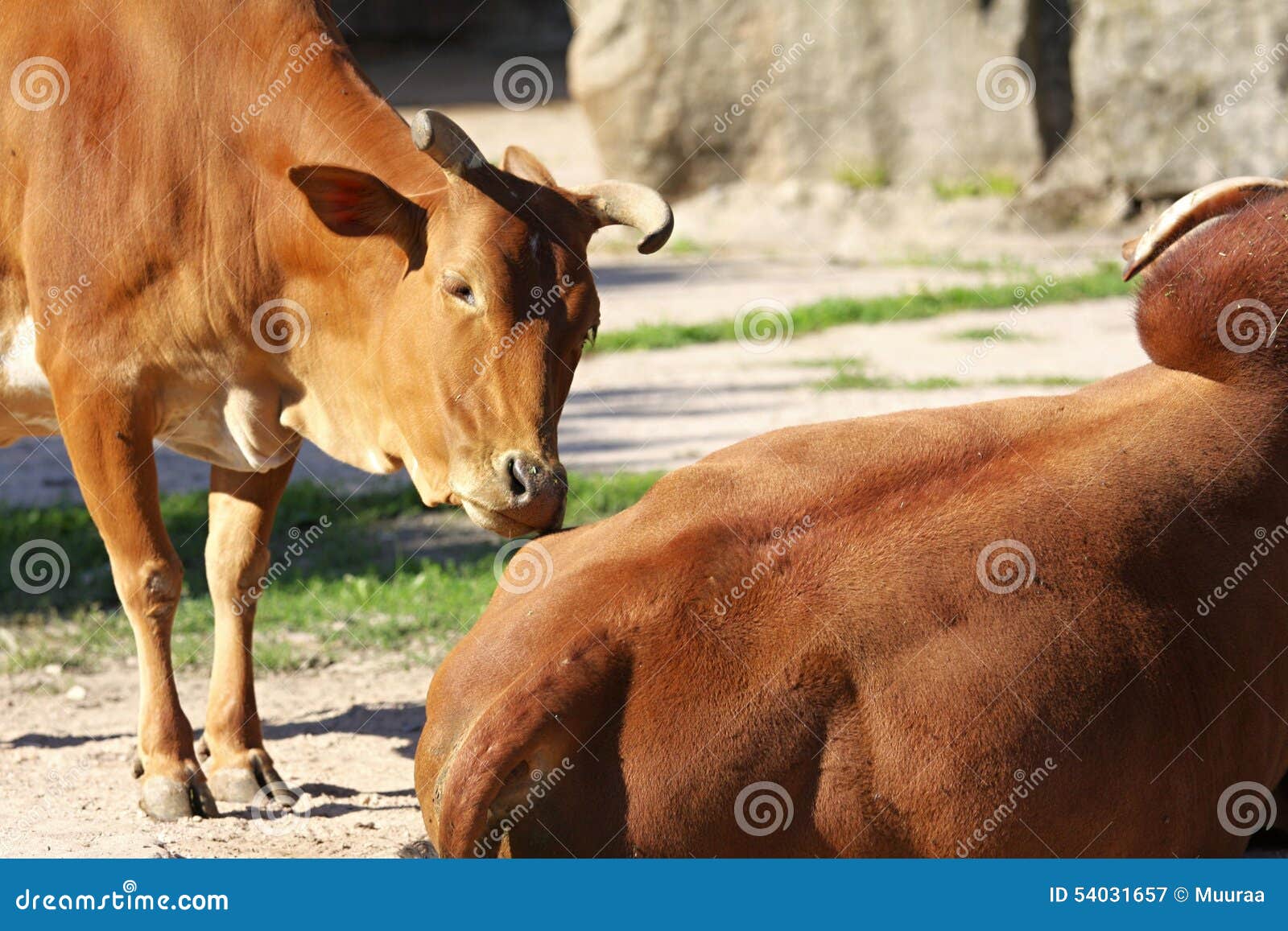 Dwarf zebu stock image. Image of farmland, bull, farm - 54031657