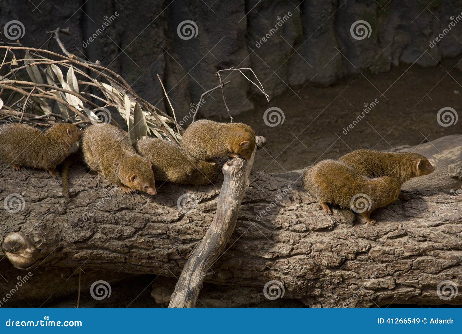 Dwarfish mongoose stock image. Image of african, small - 41266549