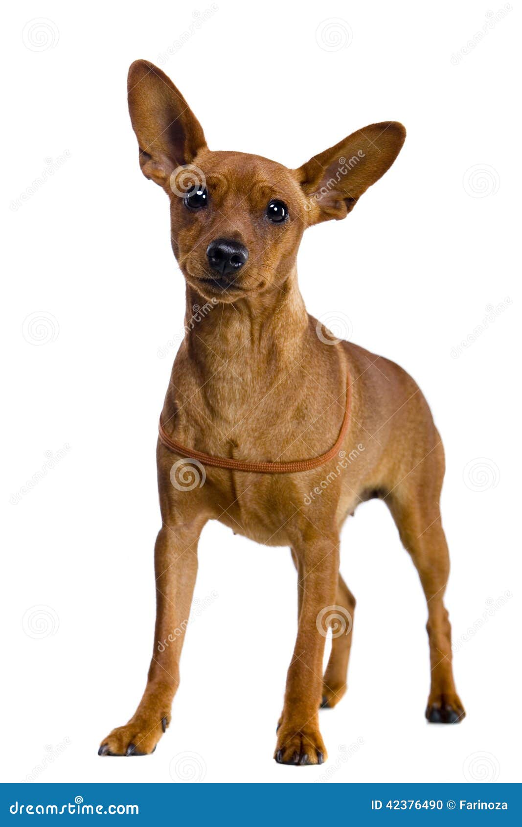 Dwarfish Pinscher Costs on White Stock Photo - Image of animal, looking ...