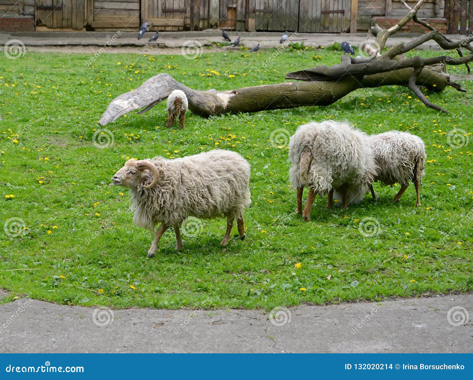 Dwarfish Sheep Ovis Aries Aries are Grazed on a Zoo Lawn Stock Photo ...