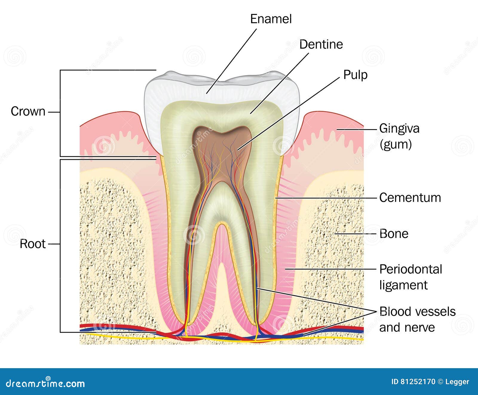 Dwarsdoorsnede door tand stock illustratie. Illustration of biologie ...