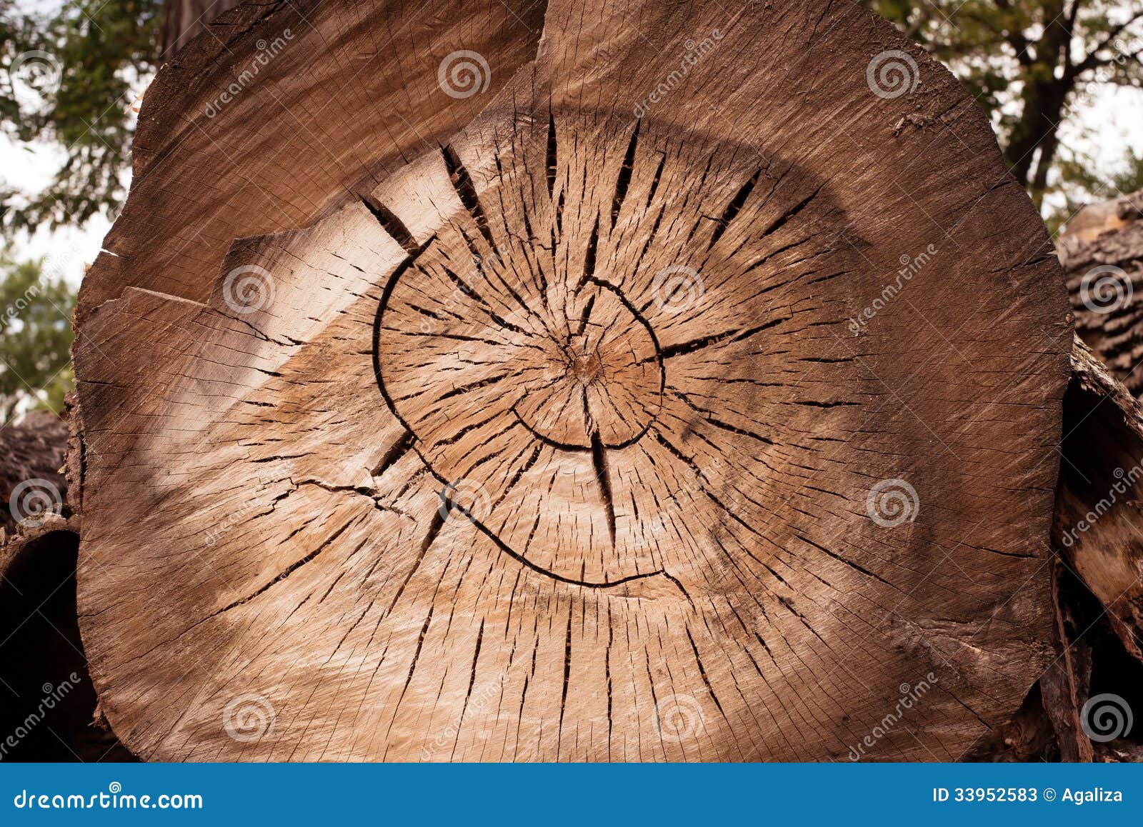 Dwarsdoorsnede van boom stock afbeelding. Image of spleet - 33952583