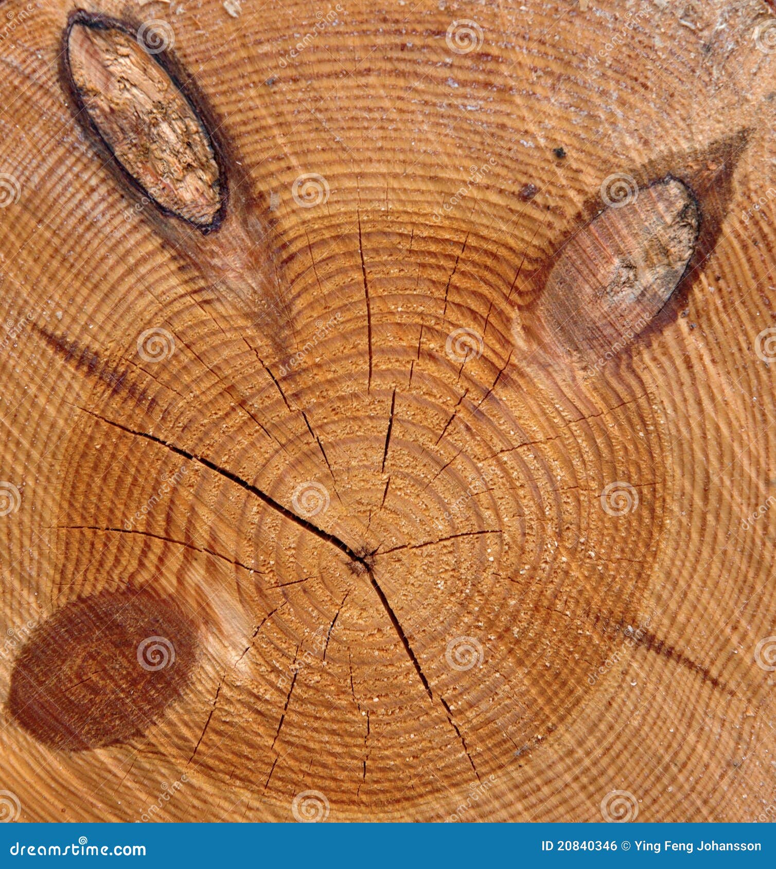 Dwarsdoorsnede Van Boom Met Knopen Stock Foto - Image of kruis ...