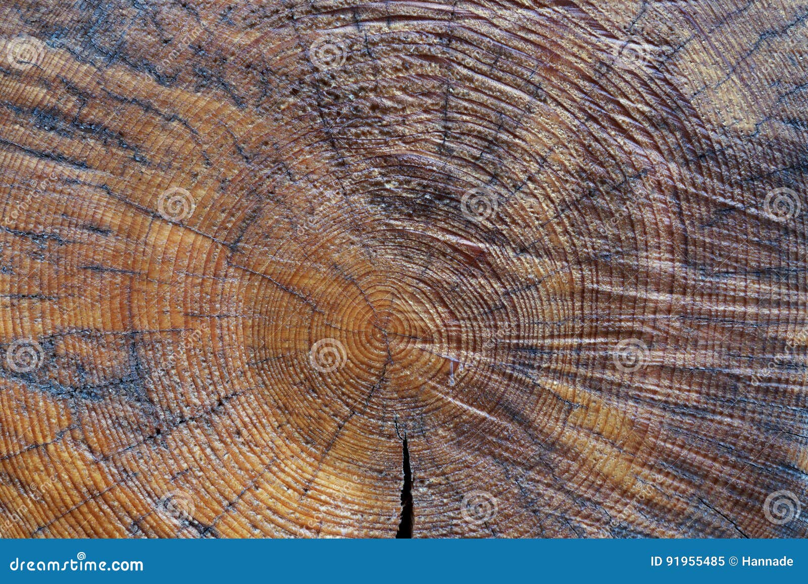 Dwarsdoorsnede Van Boomboomstam Stock Afbeelding - Image of groei, hout ...
