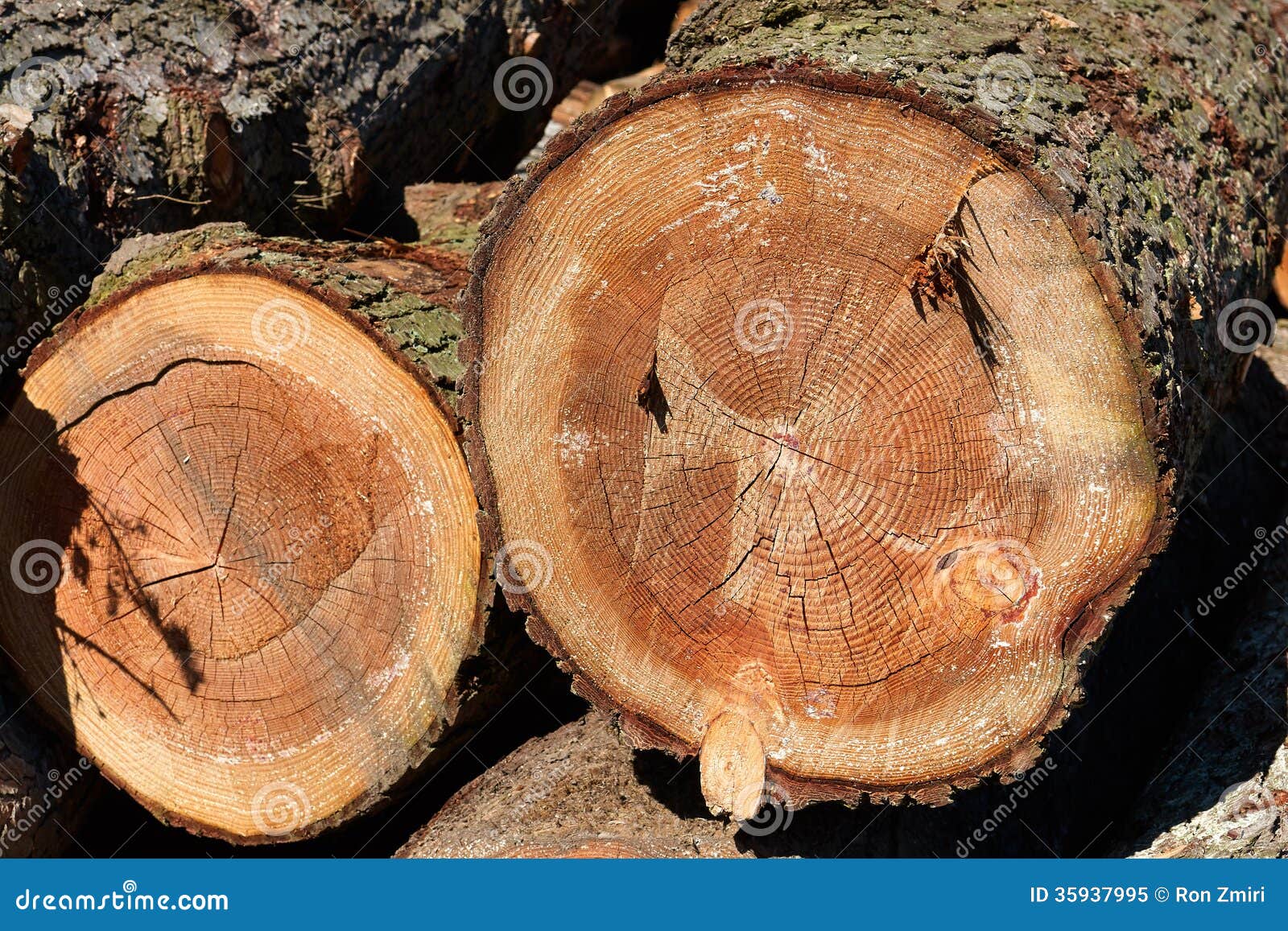Dwarsdoorsnede Van De Boom De Houten Stomp Stock Afbeelding - Image of ...