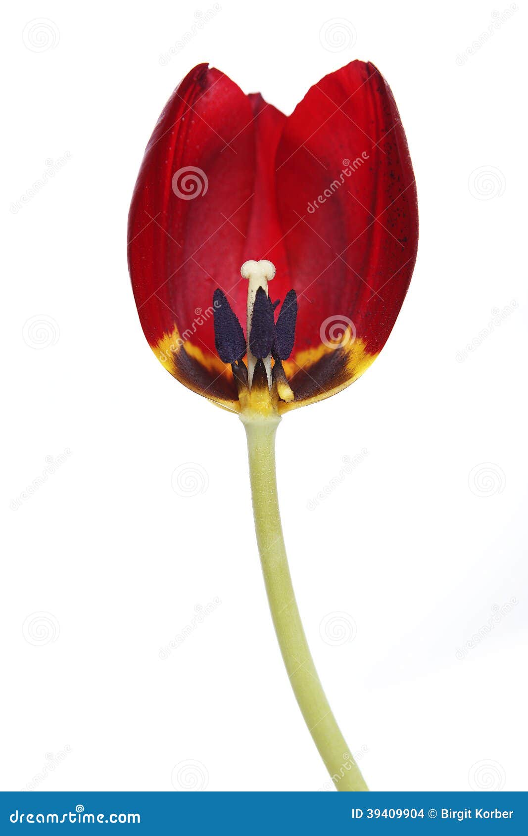 Dwarsdoorsnede Van Een Rode Tulp Stock Foto - Image of bloedig ...