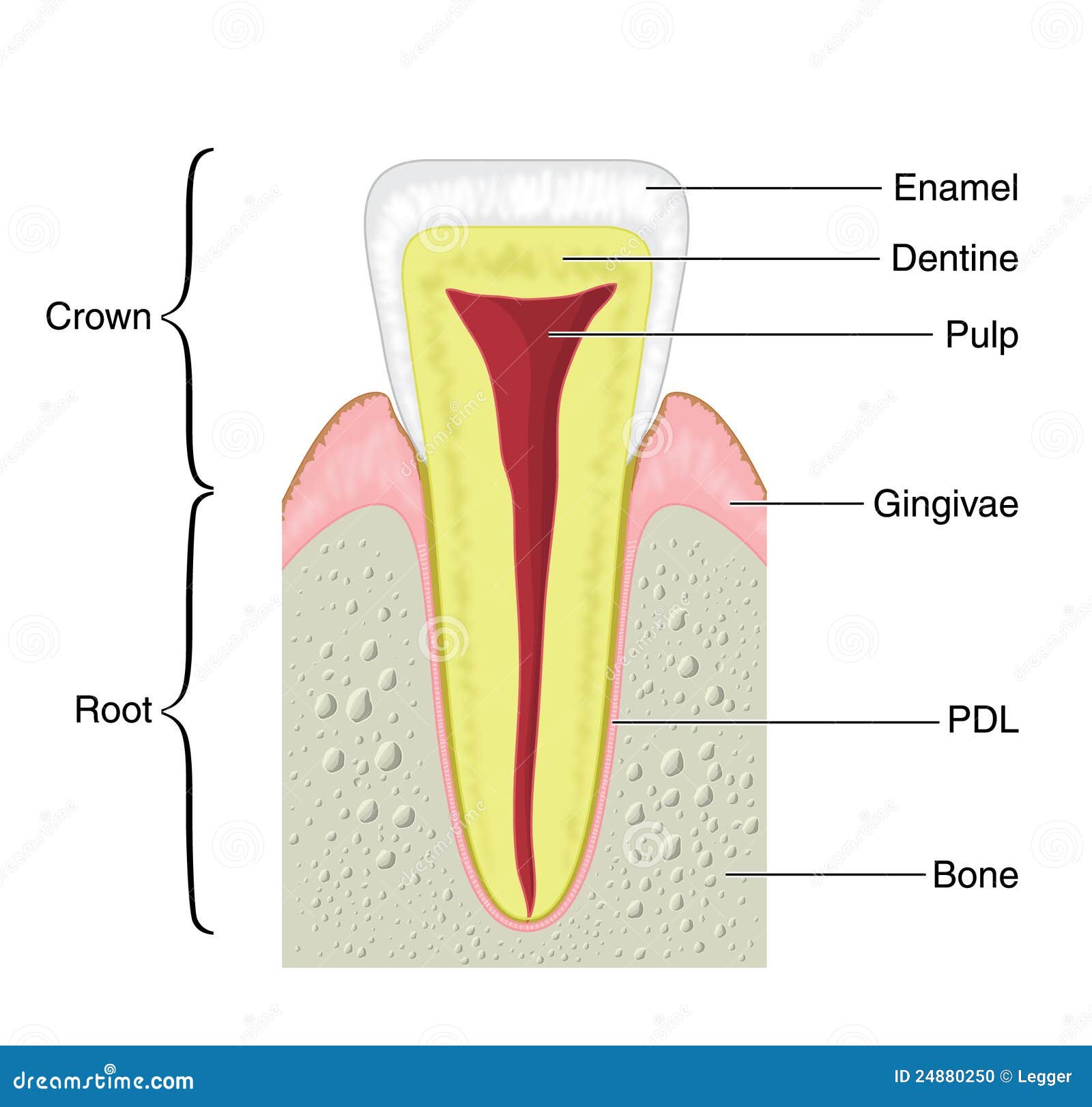 Dwarsdoorsnede Van Een Typische Tand Vector Illustratie - Afbeelding ...