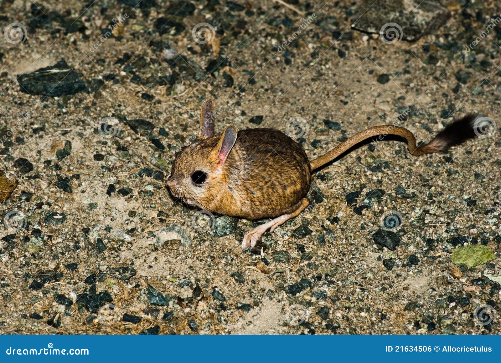 Dwerg Fat-tailed Springmuis (pumilio Pygeretmus) Stock Foto - Image of ...