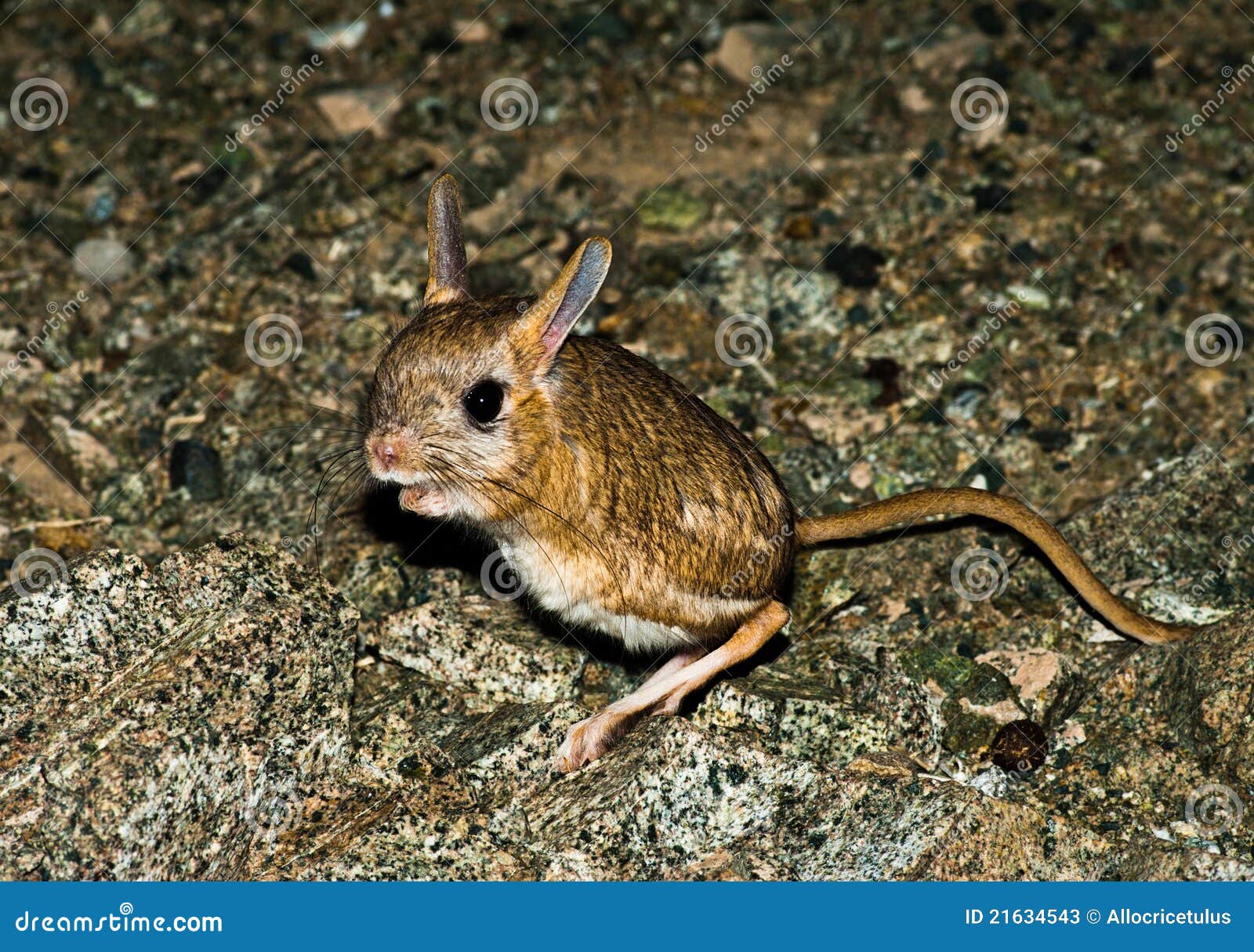 Dwerg Fat-tailed Springmuis (pumilio Pygeretmus) Stock Afbeelding ...