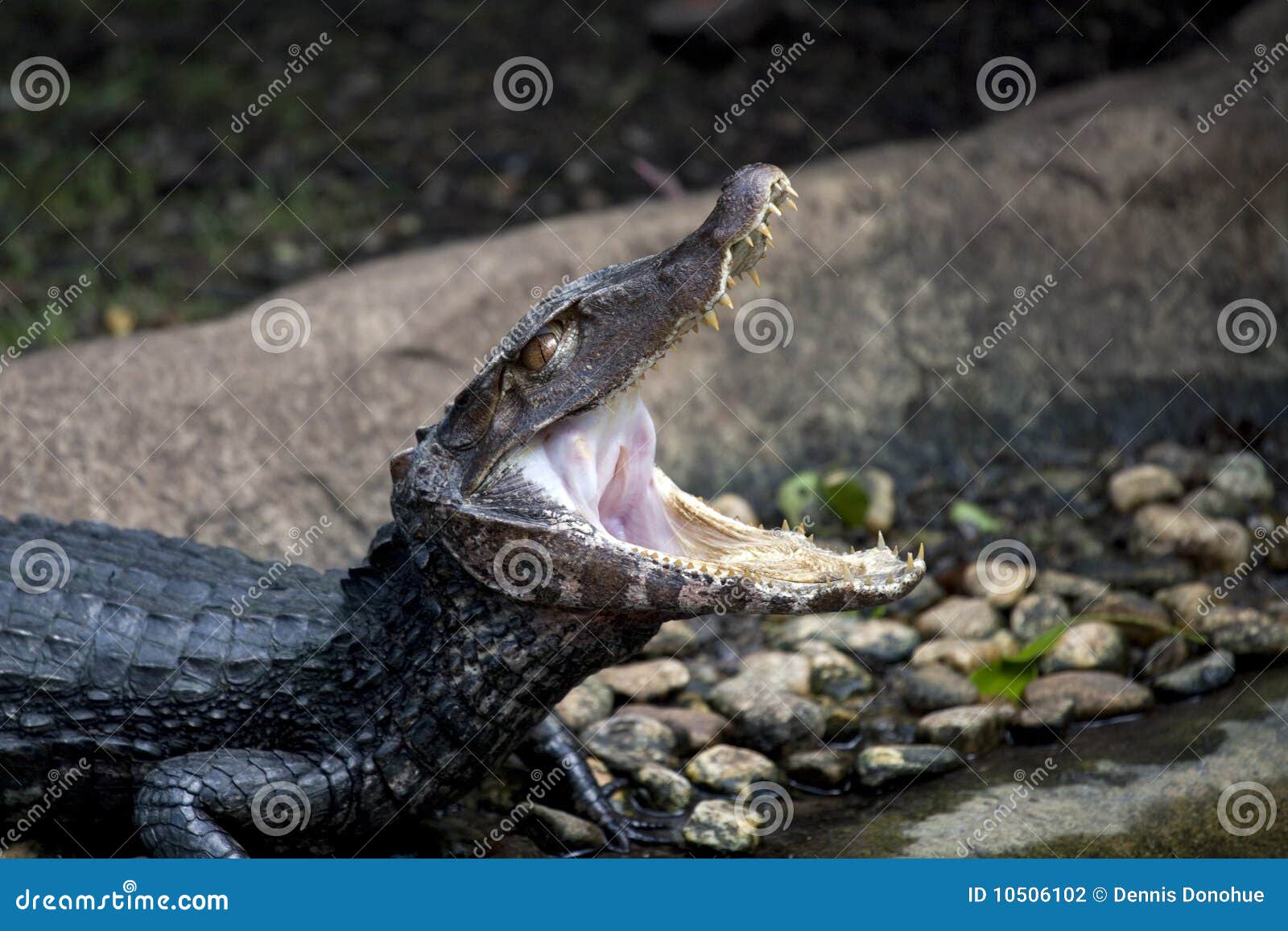 Dwerg Kaaiman stock foto. Image of amerika, reptiel, dwerg - 10506102