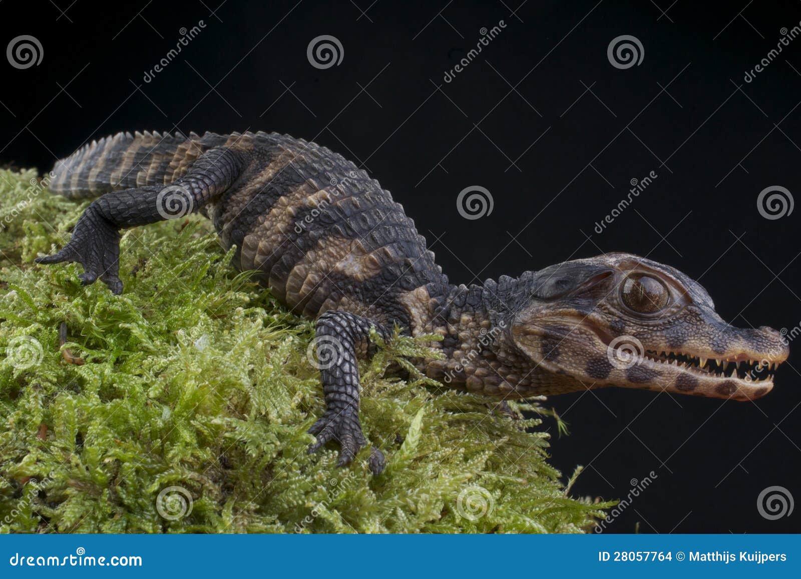 Dwerg Kaaiman/palpebrosus Paleosuchus Stock Foto - Image of reptiel ...