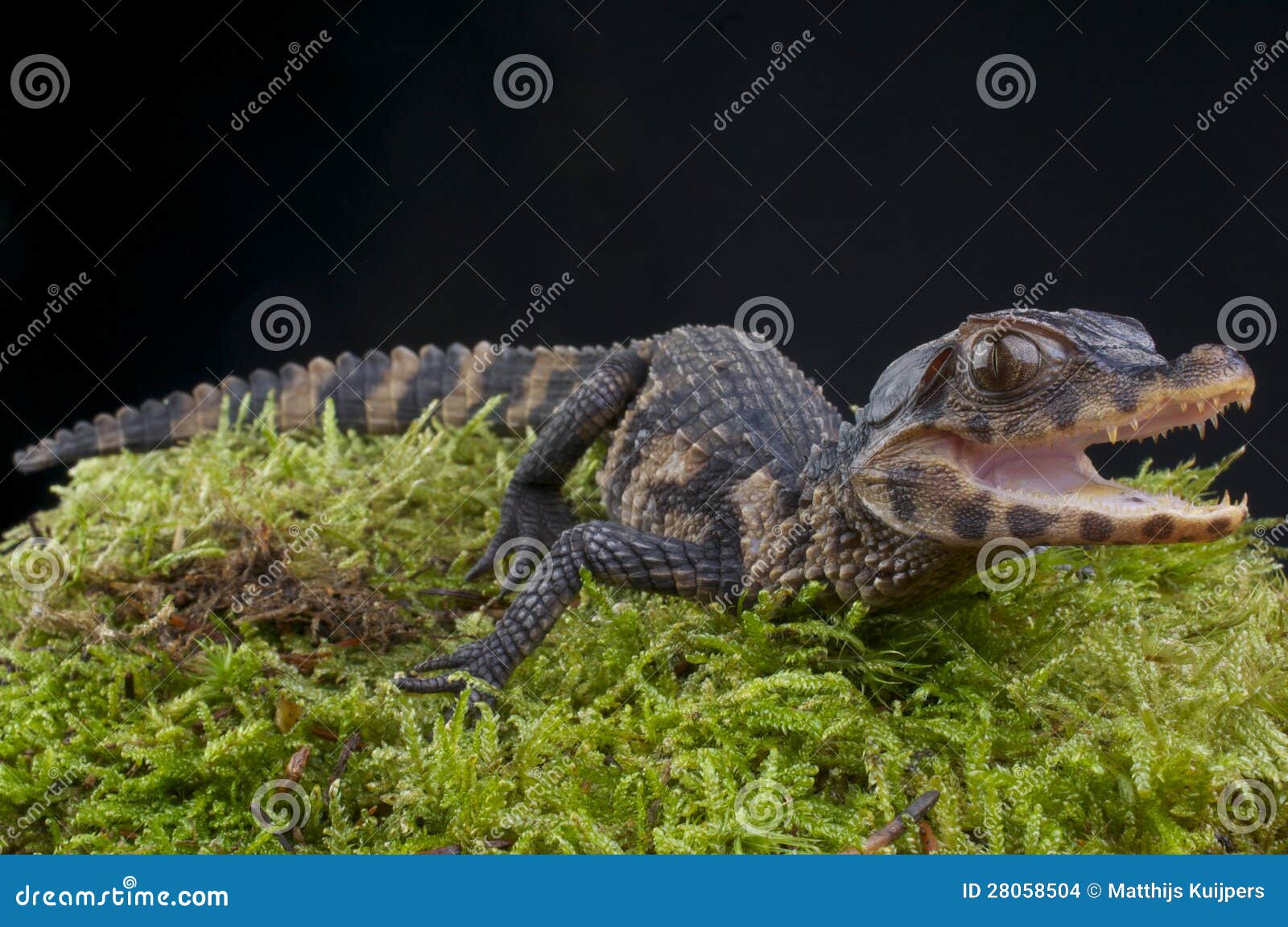 Dwerg Kaaiman/palpebrosus Paleosuchus Stock Foto - Image of leer ...
