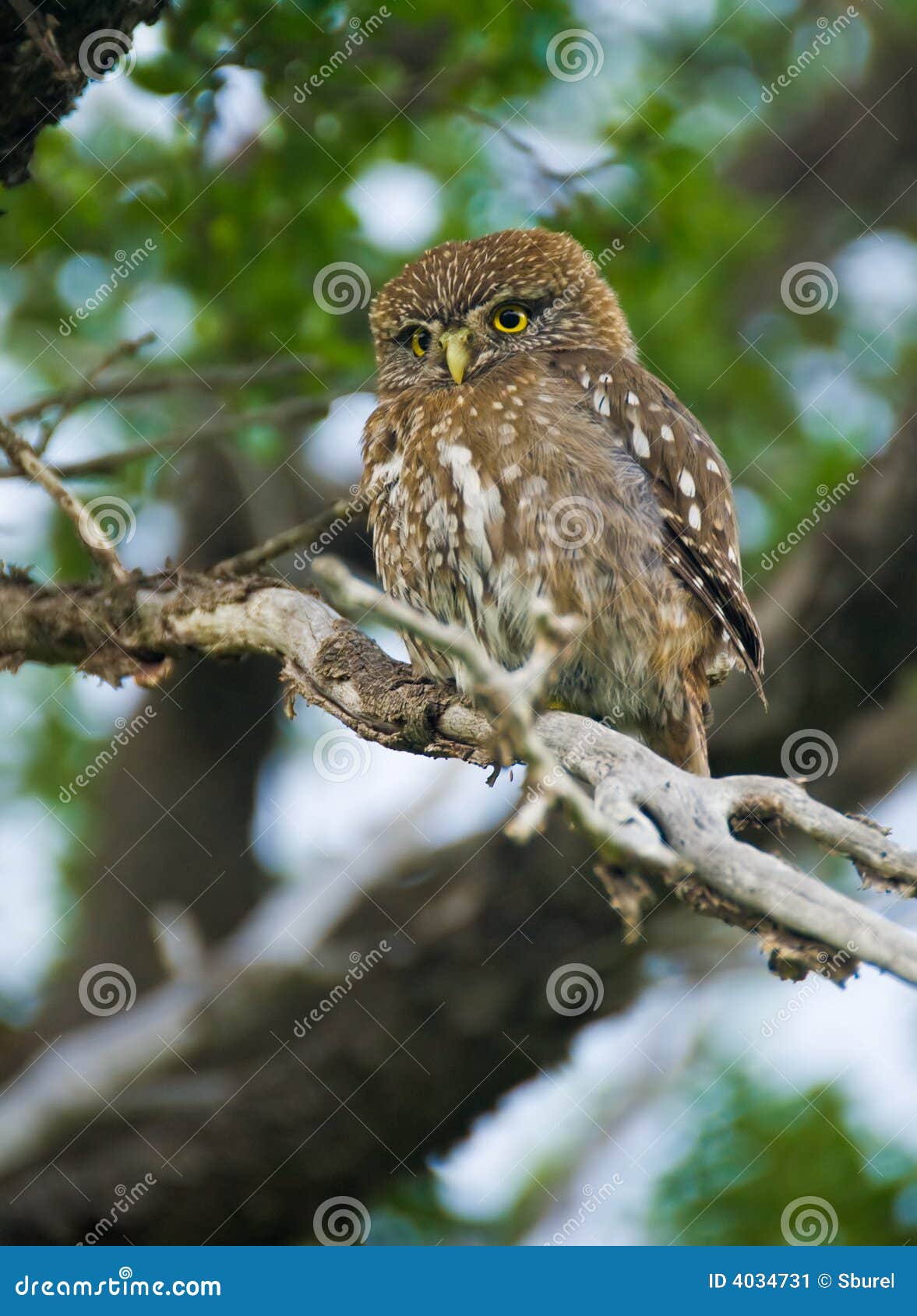 Dwerg Uil stock afbeelding. Image of amerika, dier, banden - 4034731