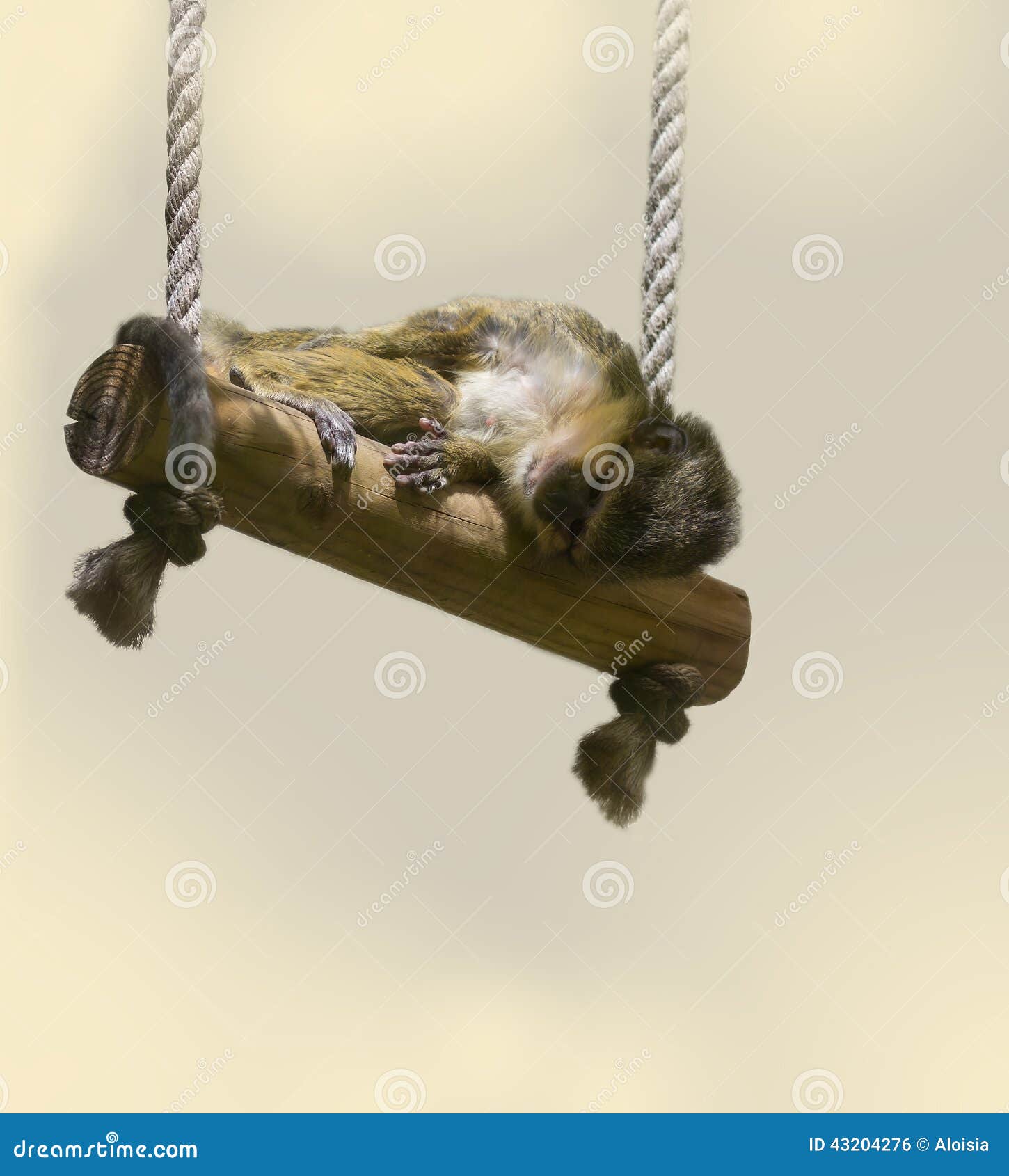 Dwergaap op de schommeling stock foto. Image of schommeling - 43204276