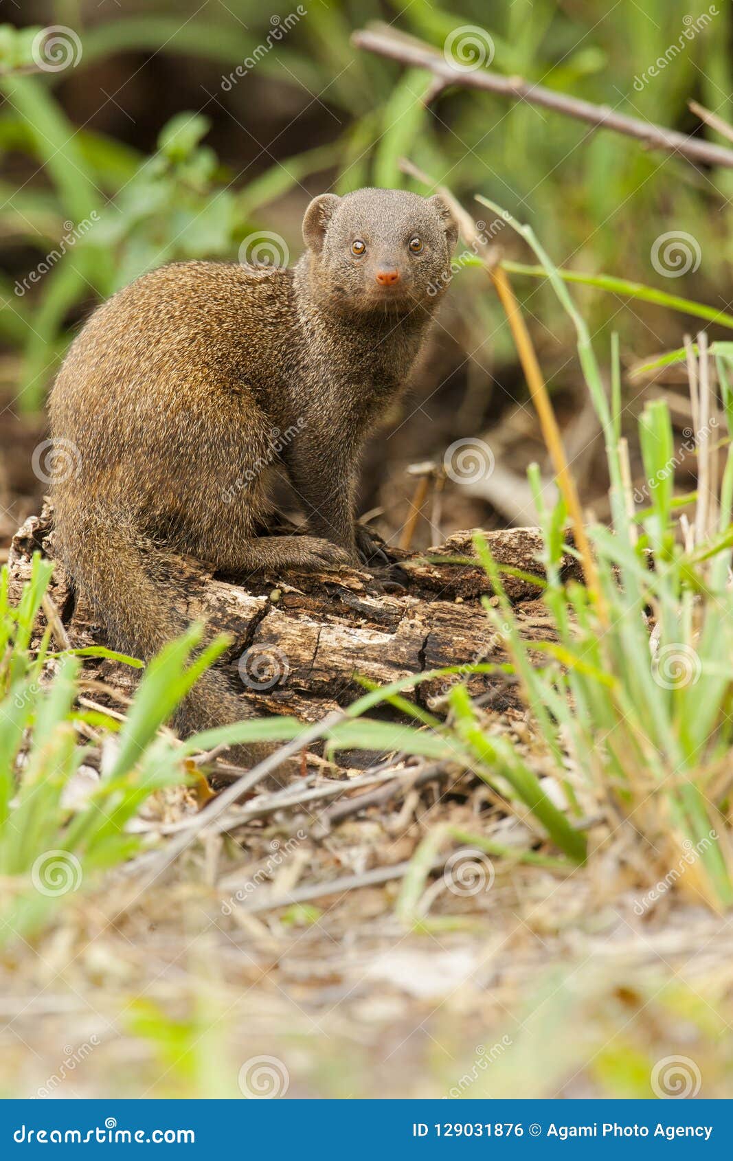 Dwergmangoest, Common Dwarf Mongoose, Helogale Parvula Stock Photo ...