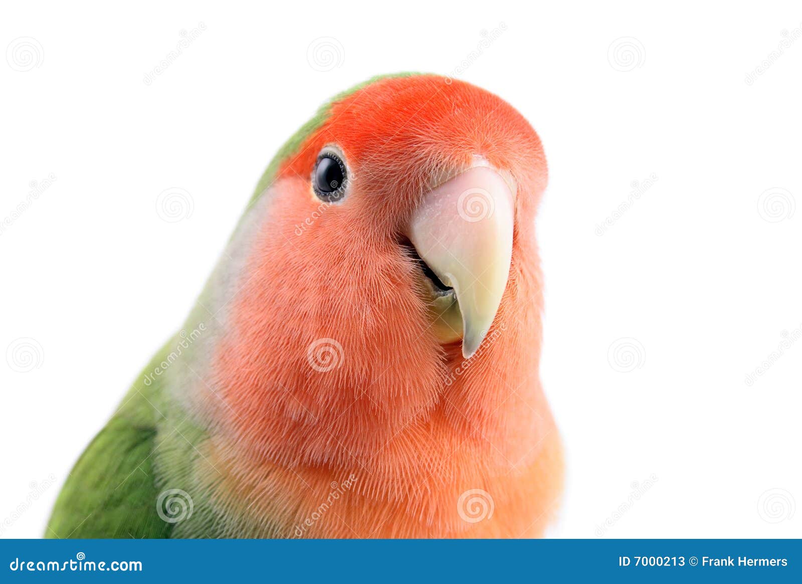 Dwergpapegaai stock afbeelding. Image of levendig, geïsoleerd - 7000213